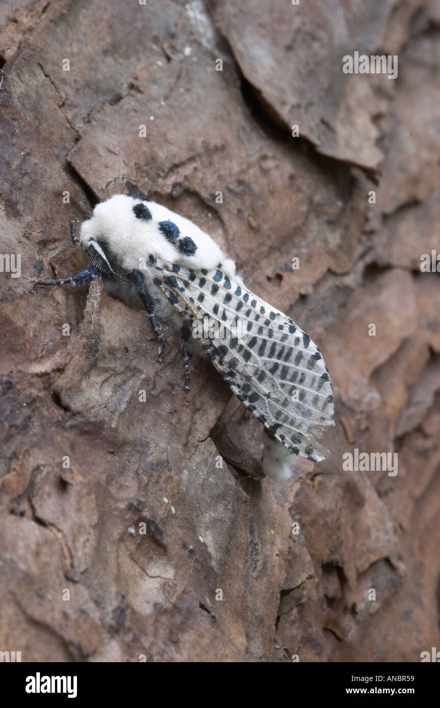 Wood leopard moth hi-res stock photography and images - Alamy