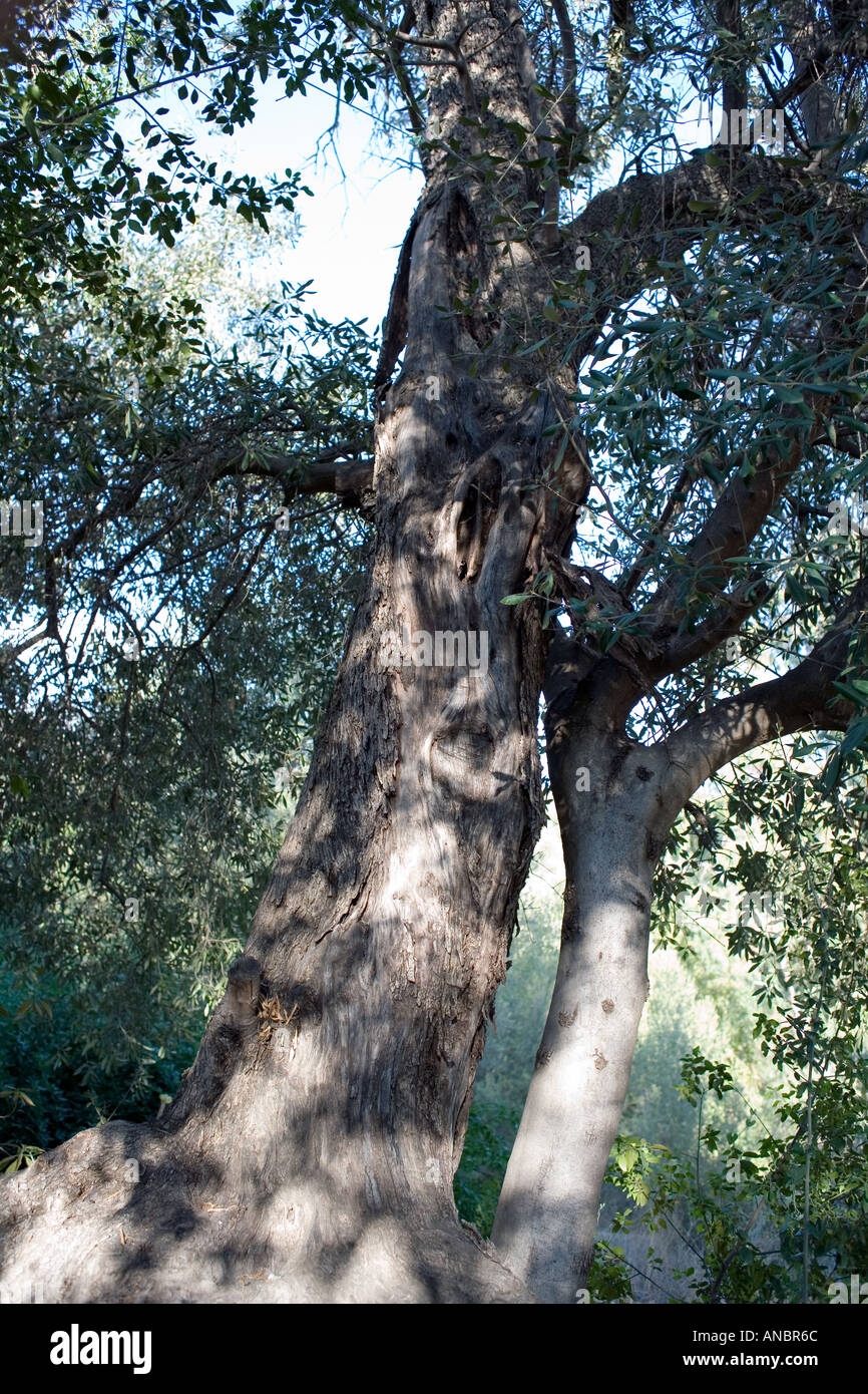 Olive tree, Andalucia, Spain, Europe Stock Photo - Alamy