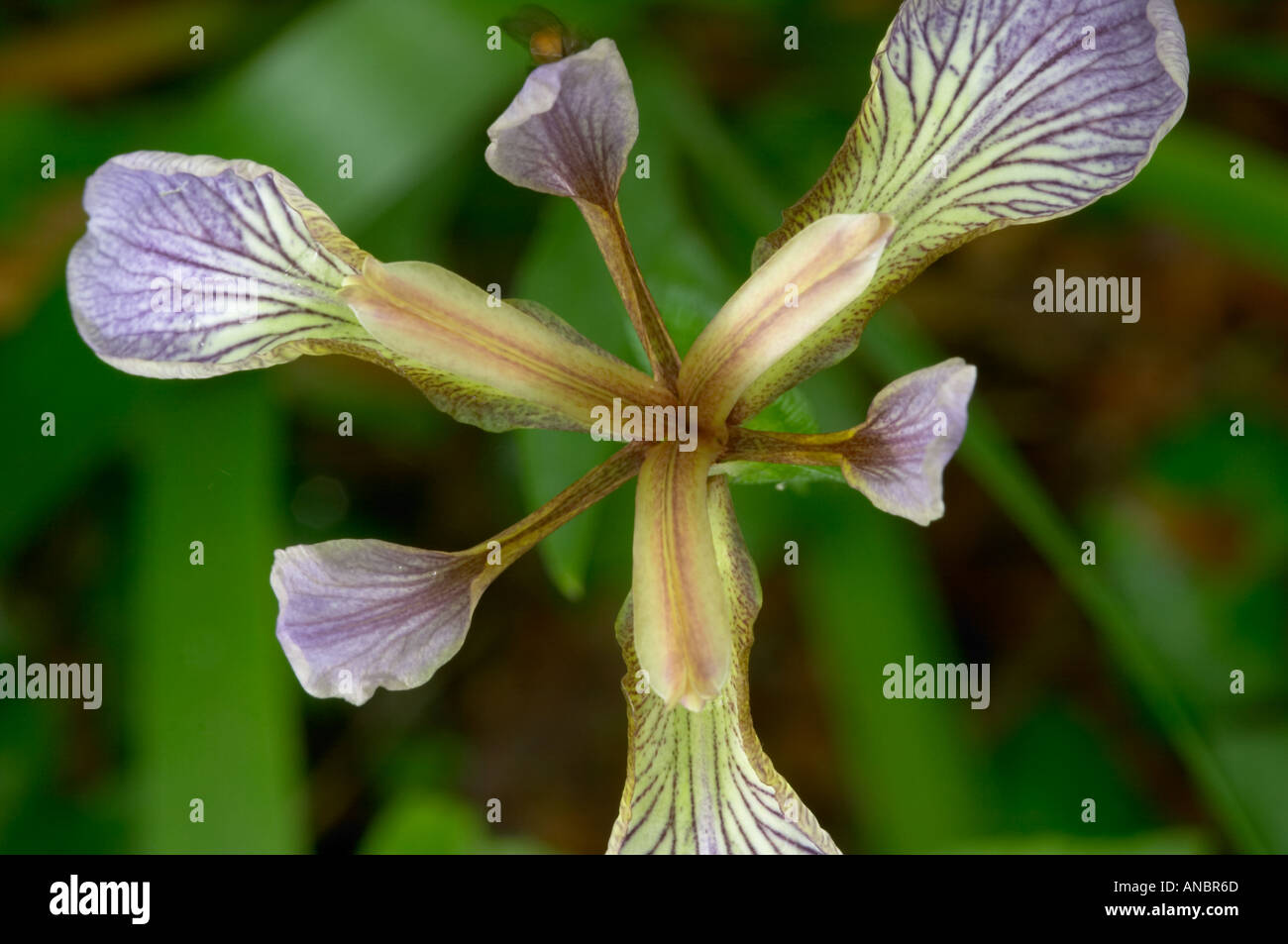 Stinking Iris Iris foetidissima Stock Photo - Alamy