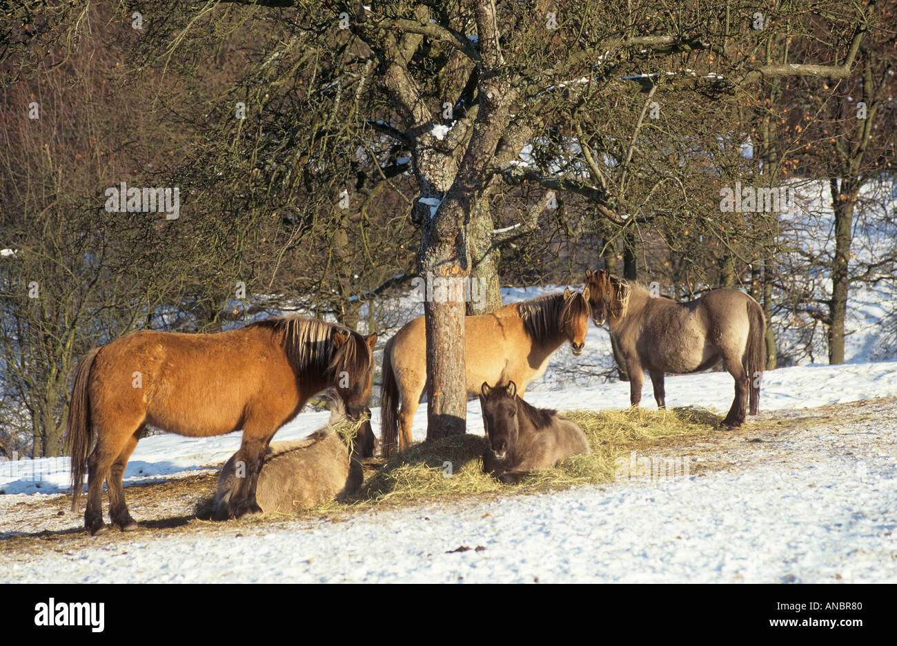 Ponies under tree hi-res stock photography and images - Alamy