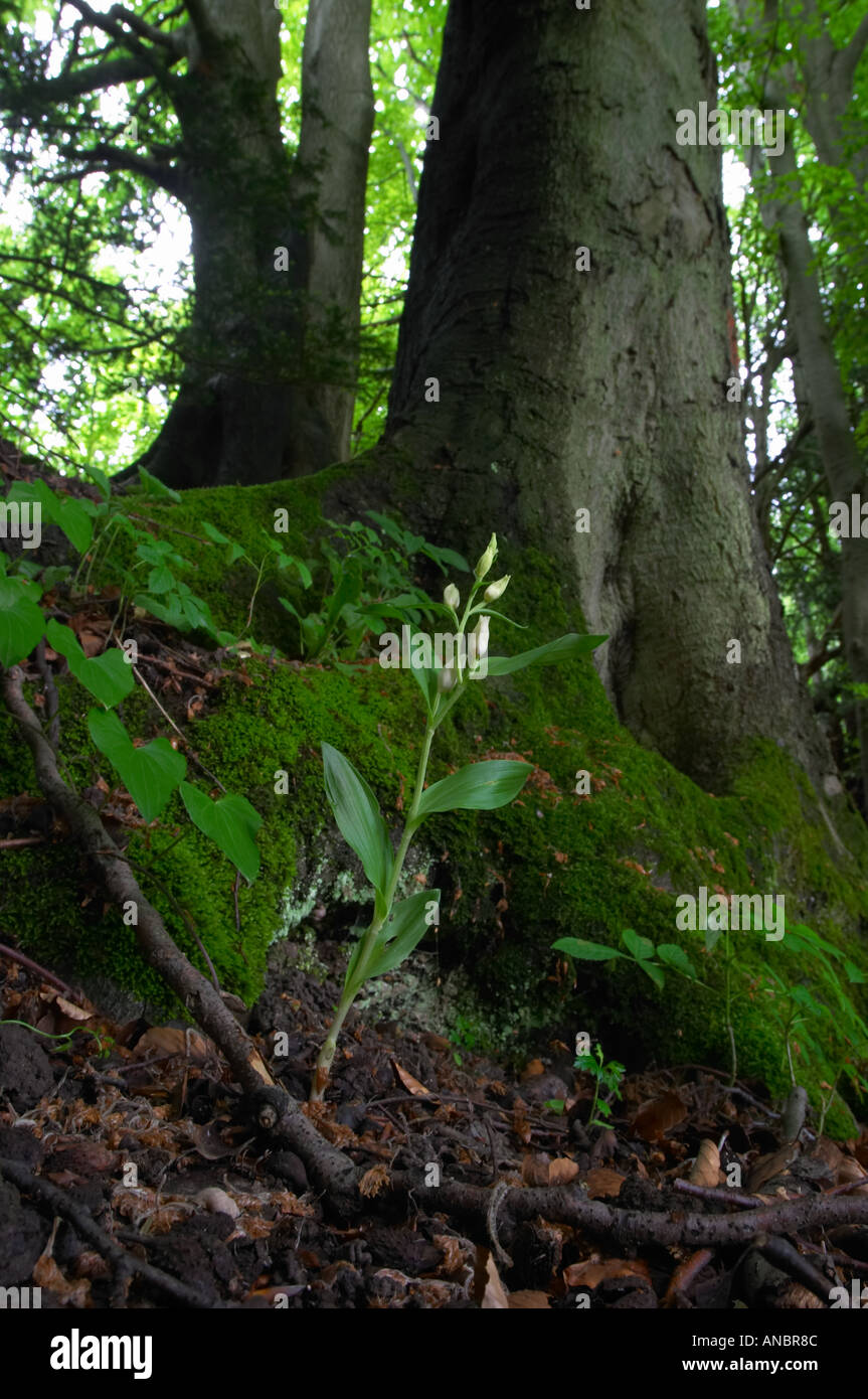 White Helleborine Cephalanthera damasonium Stock Photo - Alamy