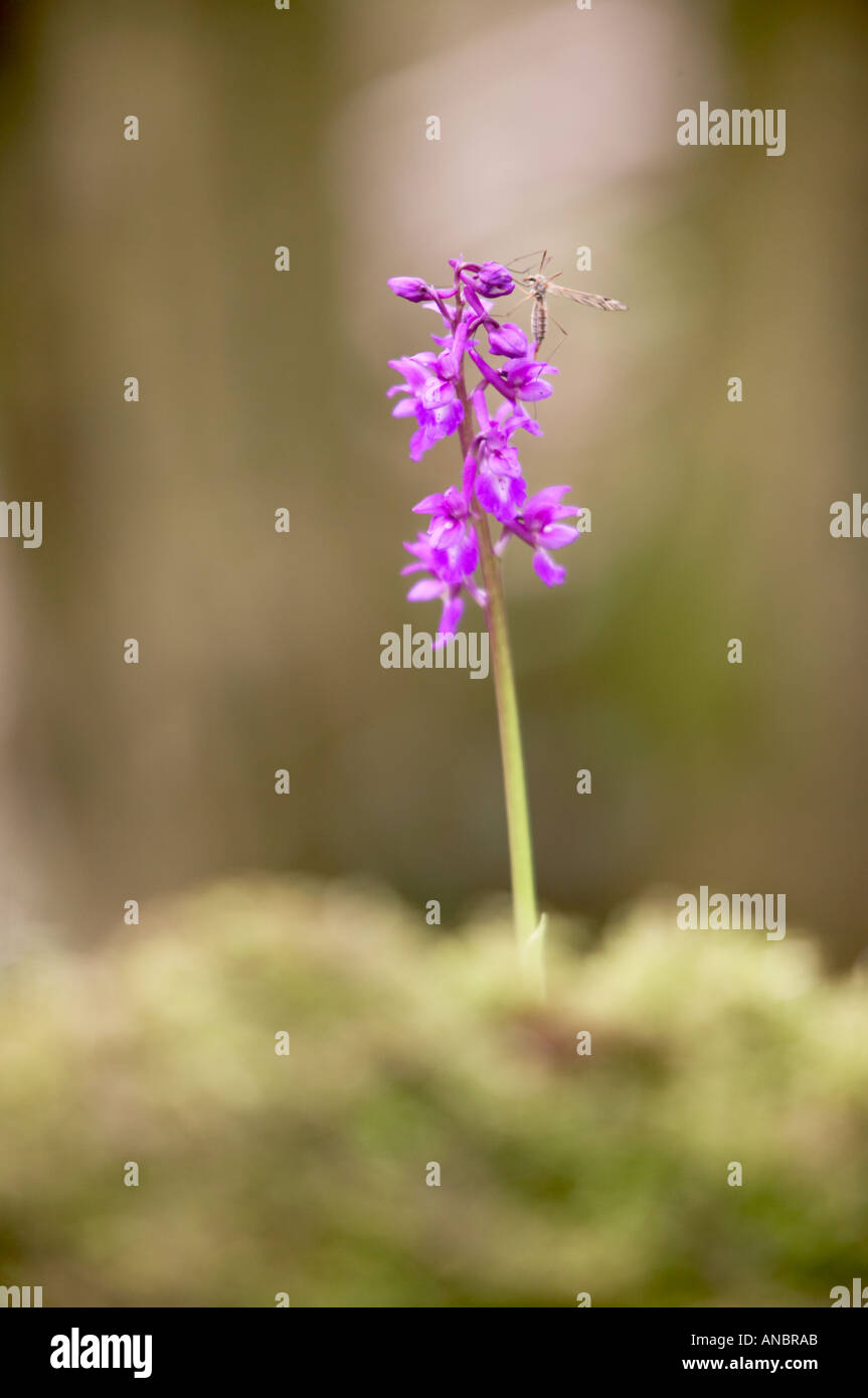 Early Purple Orchid Orchis mascula and cranefly Stock Photo - Alamy
