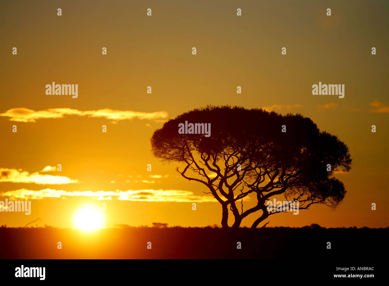 Acacia tree in sunset on Nullarbor Stock Photo - Alamy