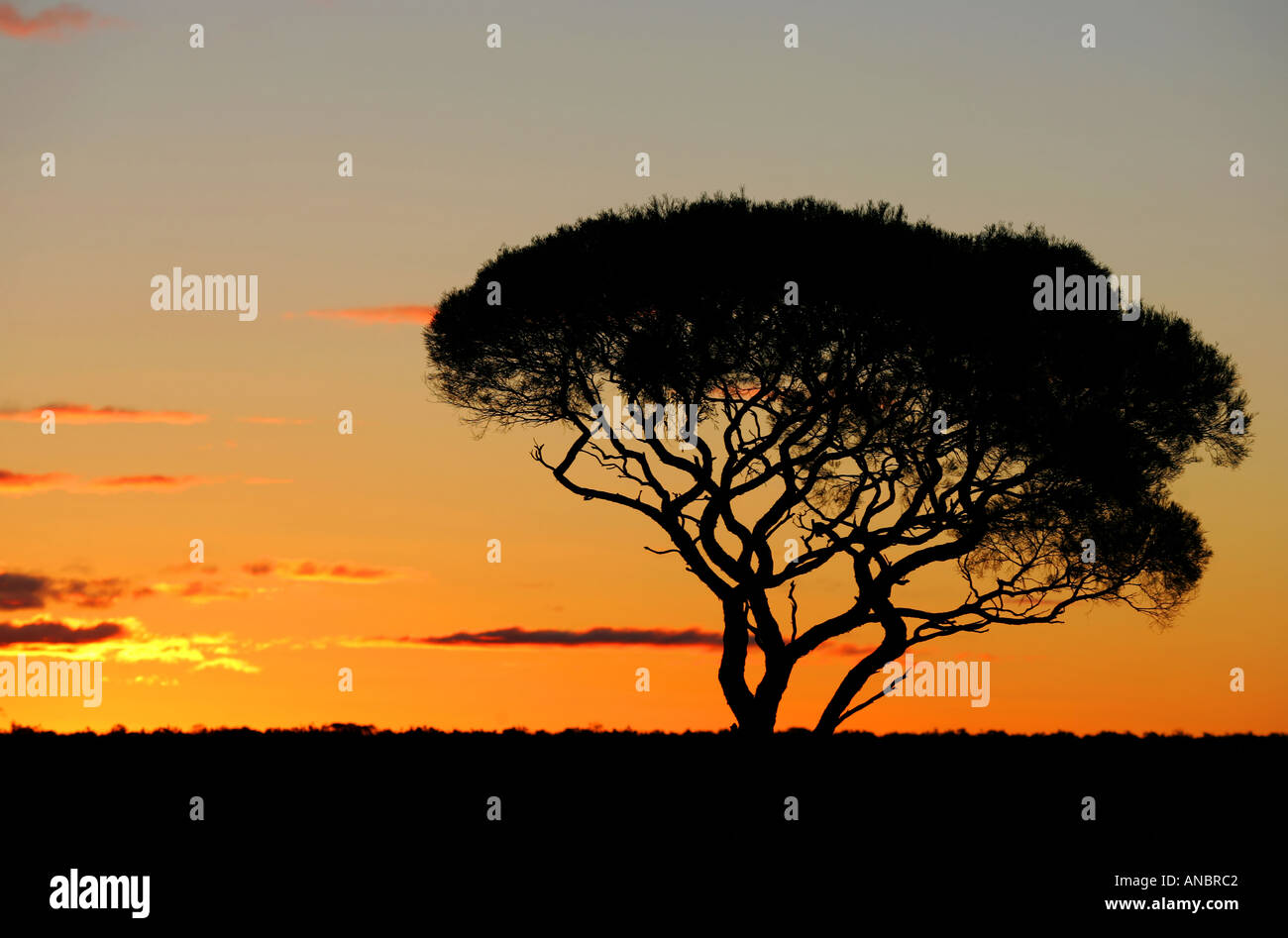 Acacia tree in sunset on Nullarbor Stock Photo - Alamy