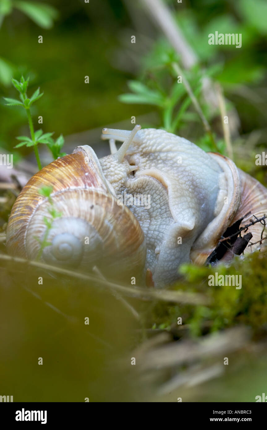 Roman snail mating hi-res stock photography and images - Alamy