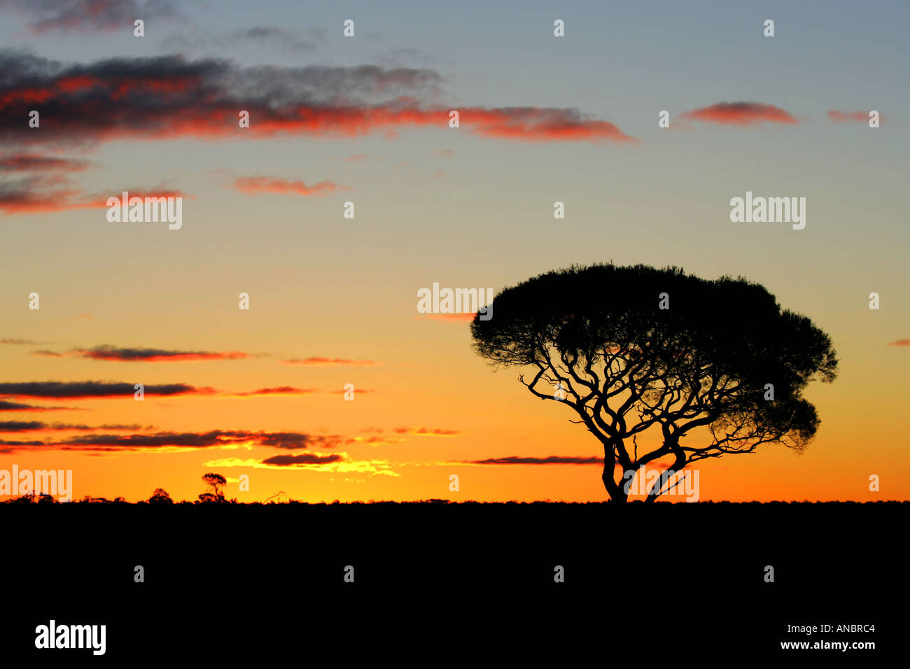 Acacia tree australia hi-res stock photography and images - Alamy