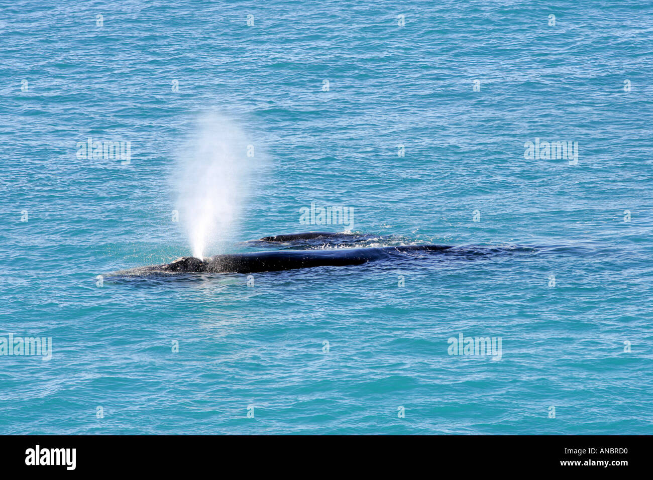 Head of Bight, whale watching Stock Photo - Alamy