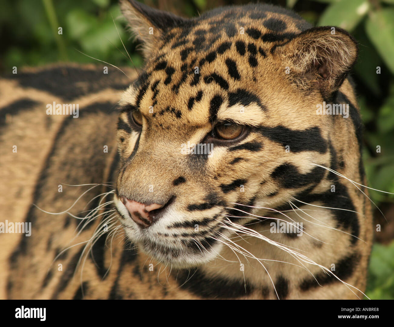 Clouded fur pattern hi-res stock photography and images - Alamy