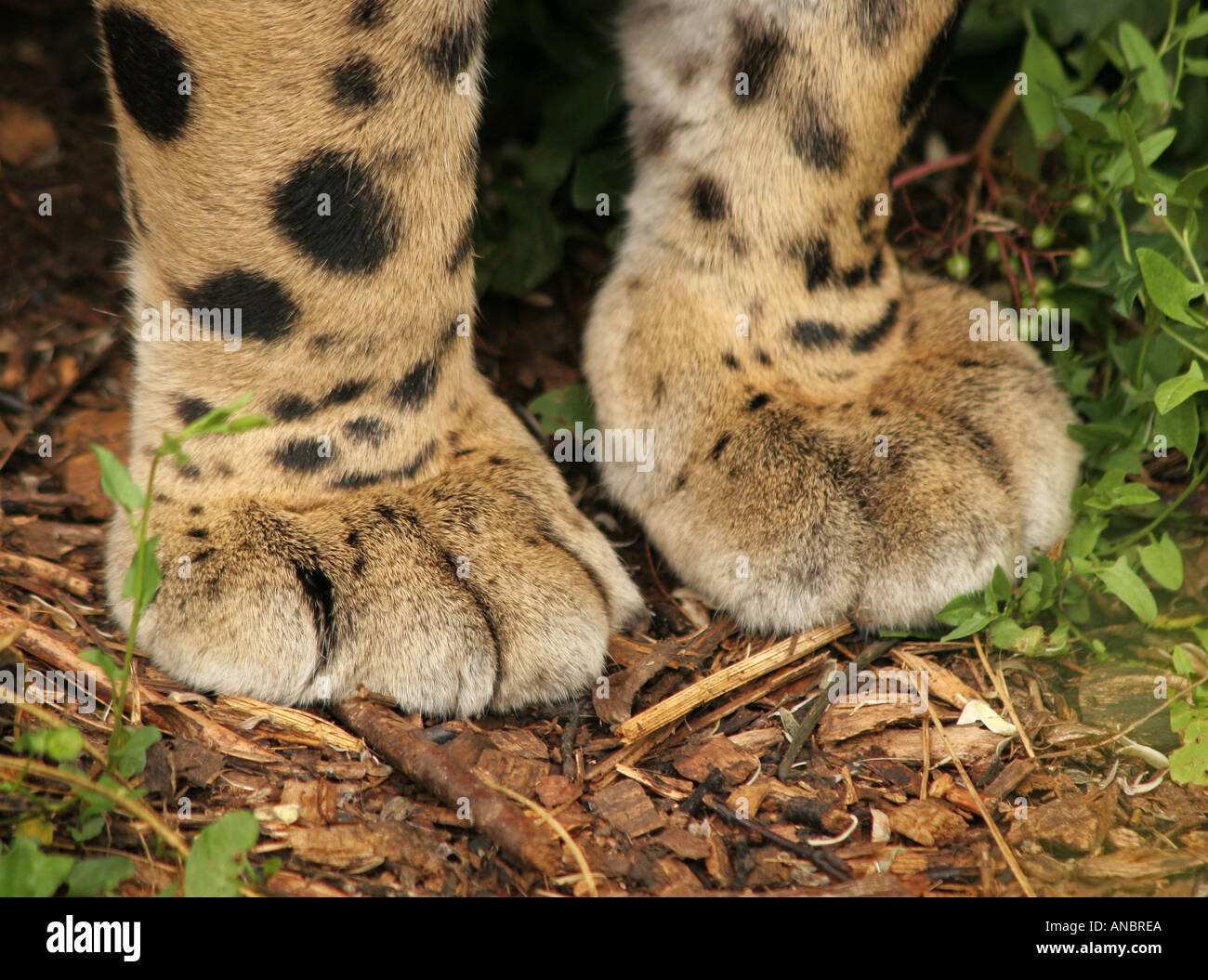 Clouded Leopard Claws