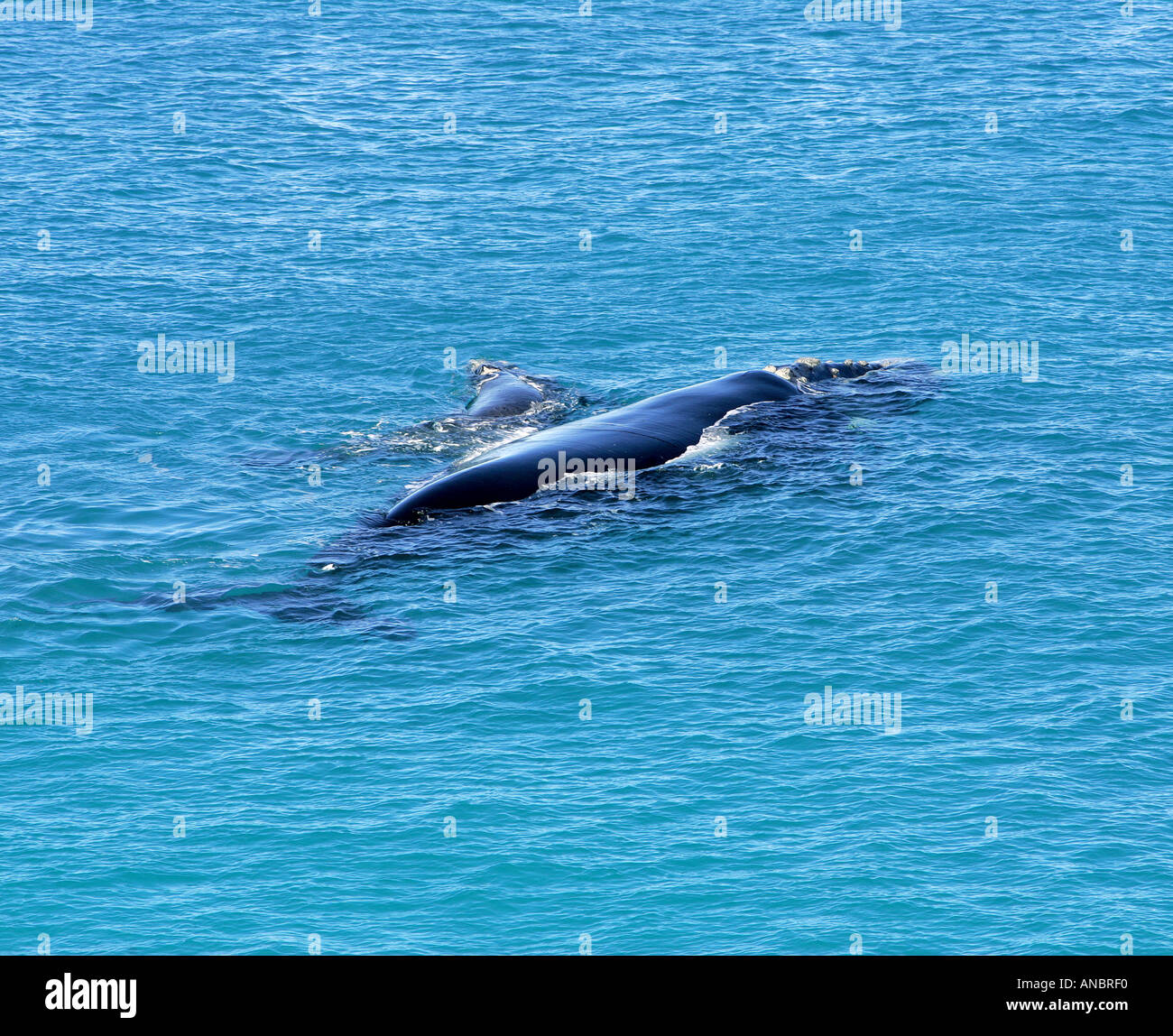 Marine bight hi-res stock photography and images - Alamy