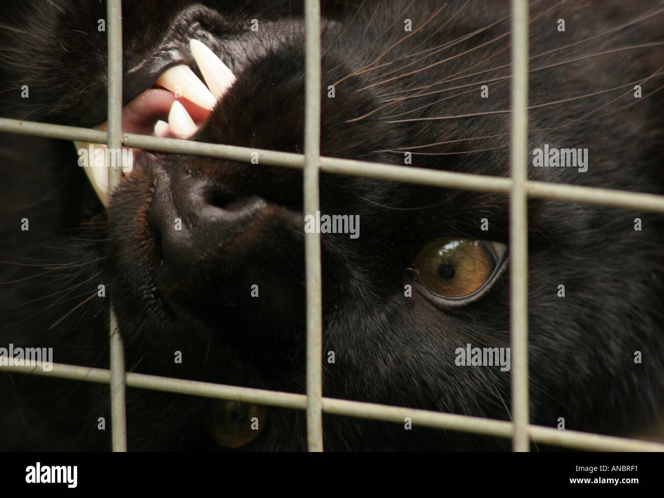 Black panther teeth hi-res stock photography and images - Alamy