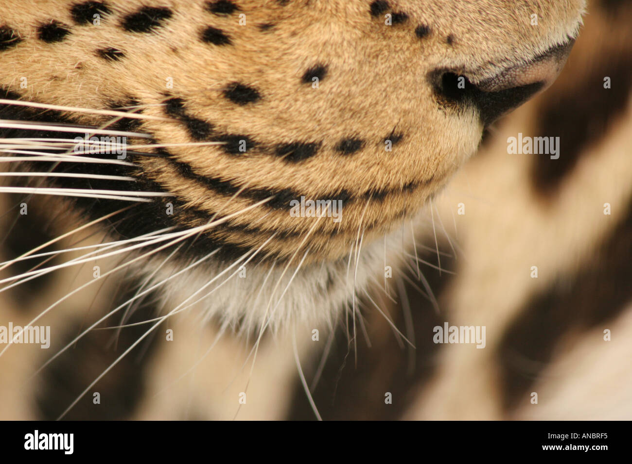 Spotted julie hi-res stock photography and images - Alamy