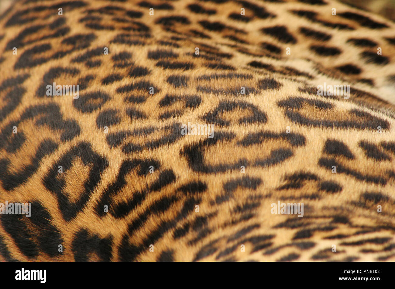 Fur of an African Leopard close up Stock Photo - Alamy