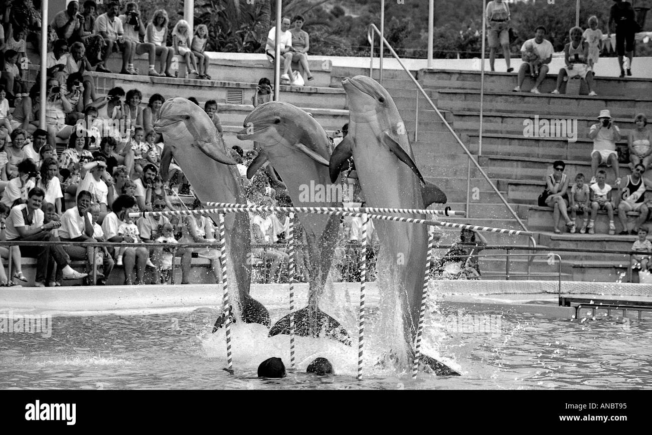 Dolphin performing show Black and White Stock Photos & Images - Alamy