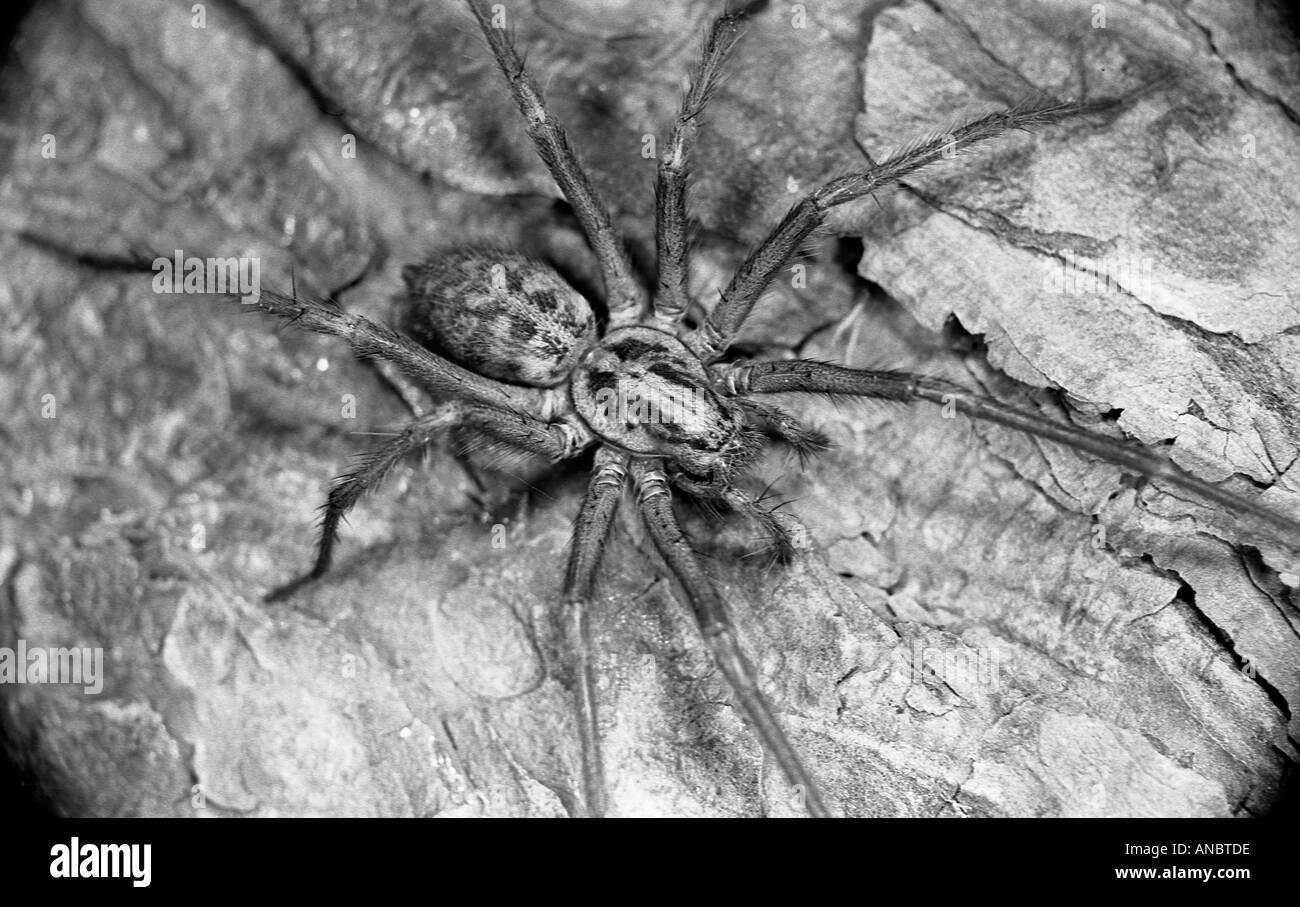 Close 1 :1 shot of male house spider from above Stock Photo - Alamy
