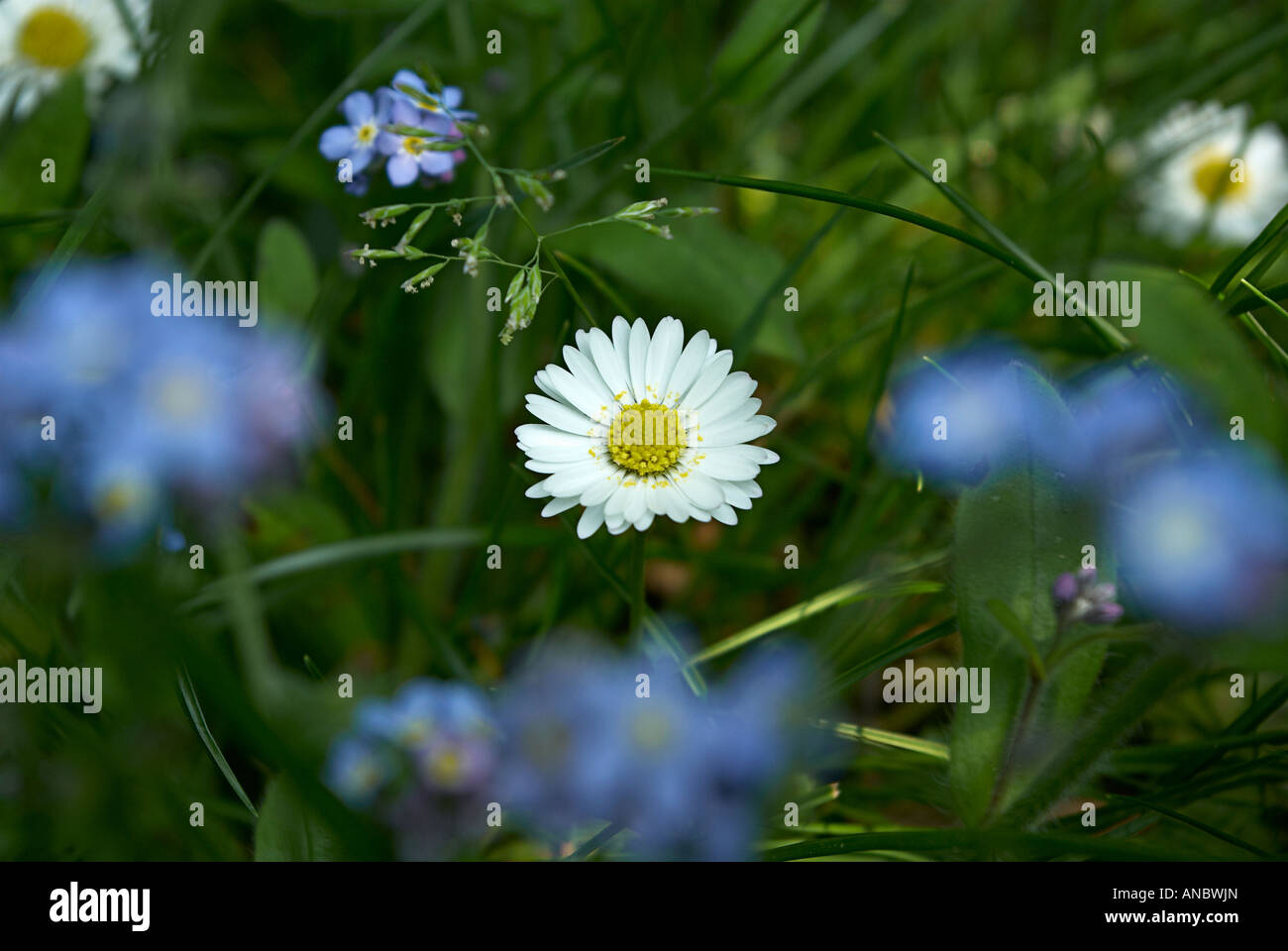A Single Daisy in Springtime surrounded by Forget-Me-Nots Stock Photo ...
