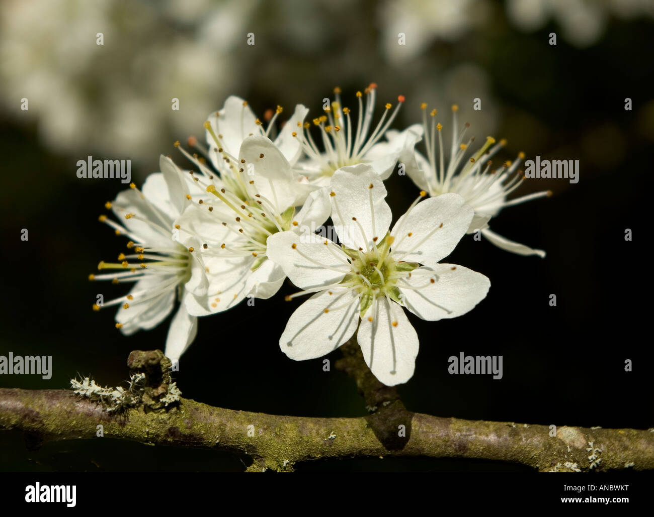 Hawthorne in Bloom Stock Photo - Alamy