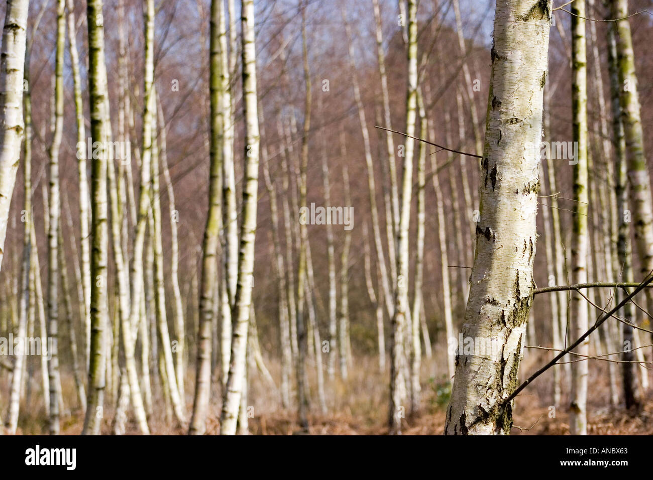 Silver Birch Woodland Stock Photo - Alamy