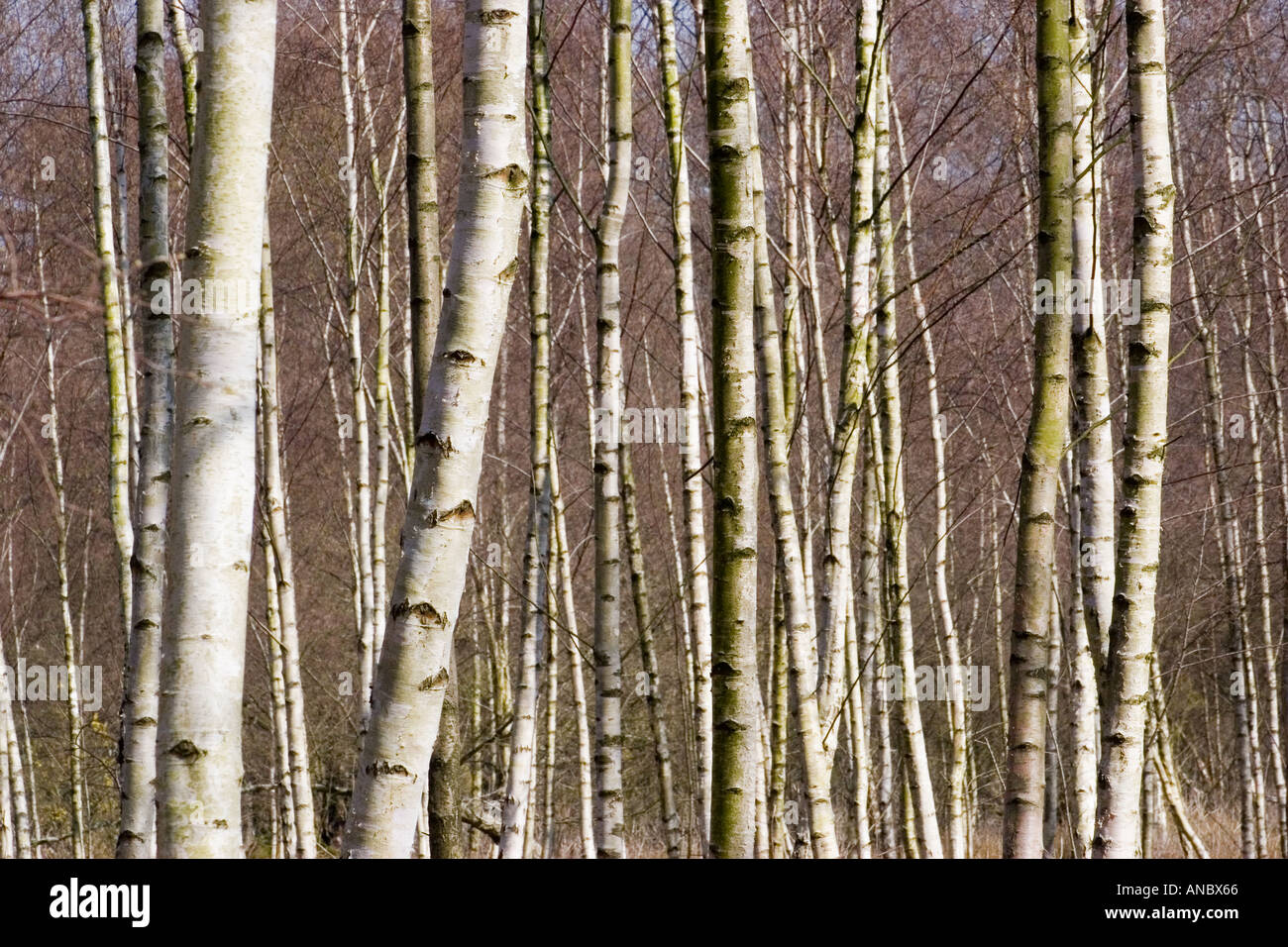 Silver birch woodland hi-res stock photography and images - Alamy