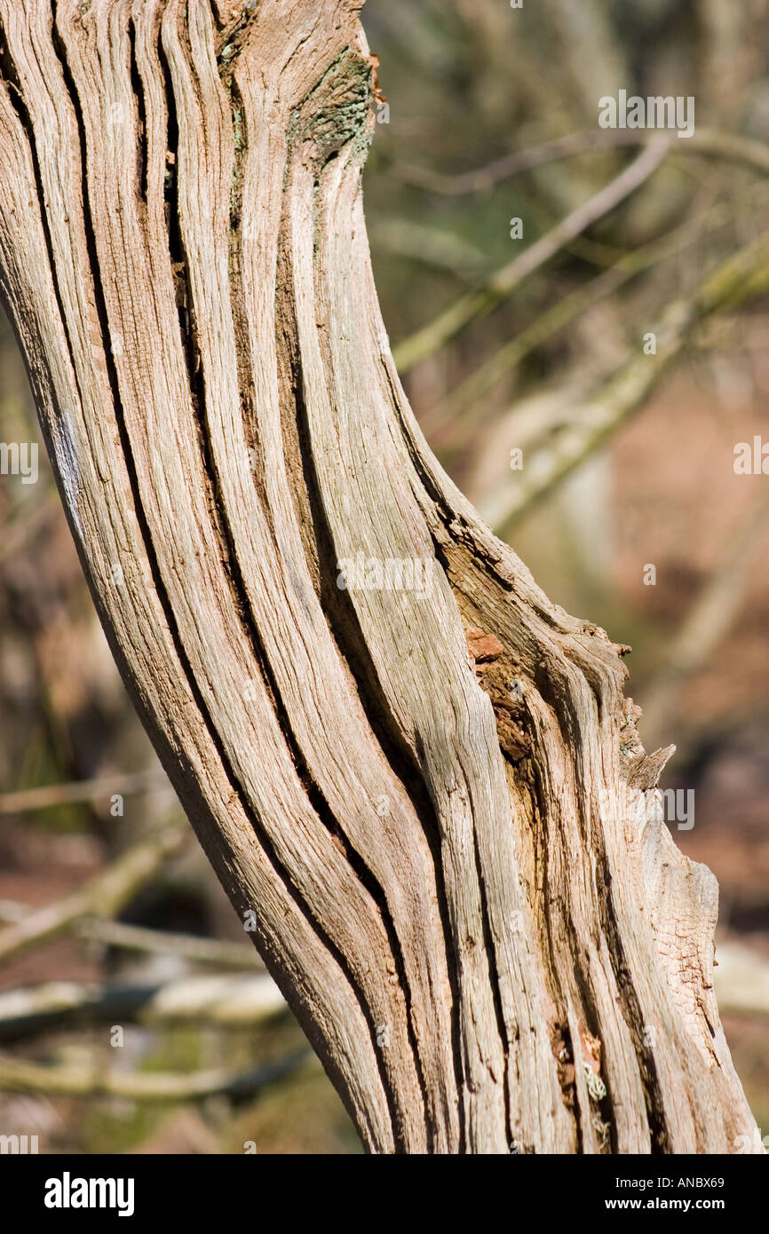 Detail of Tree Bark Stock Photo - Alamy