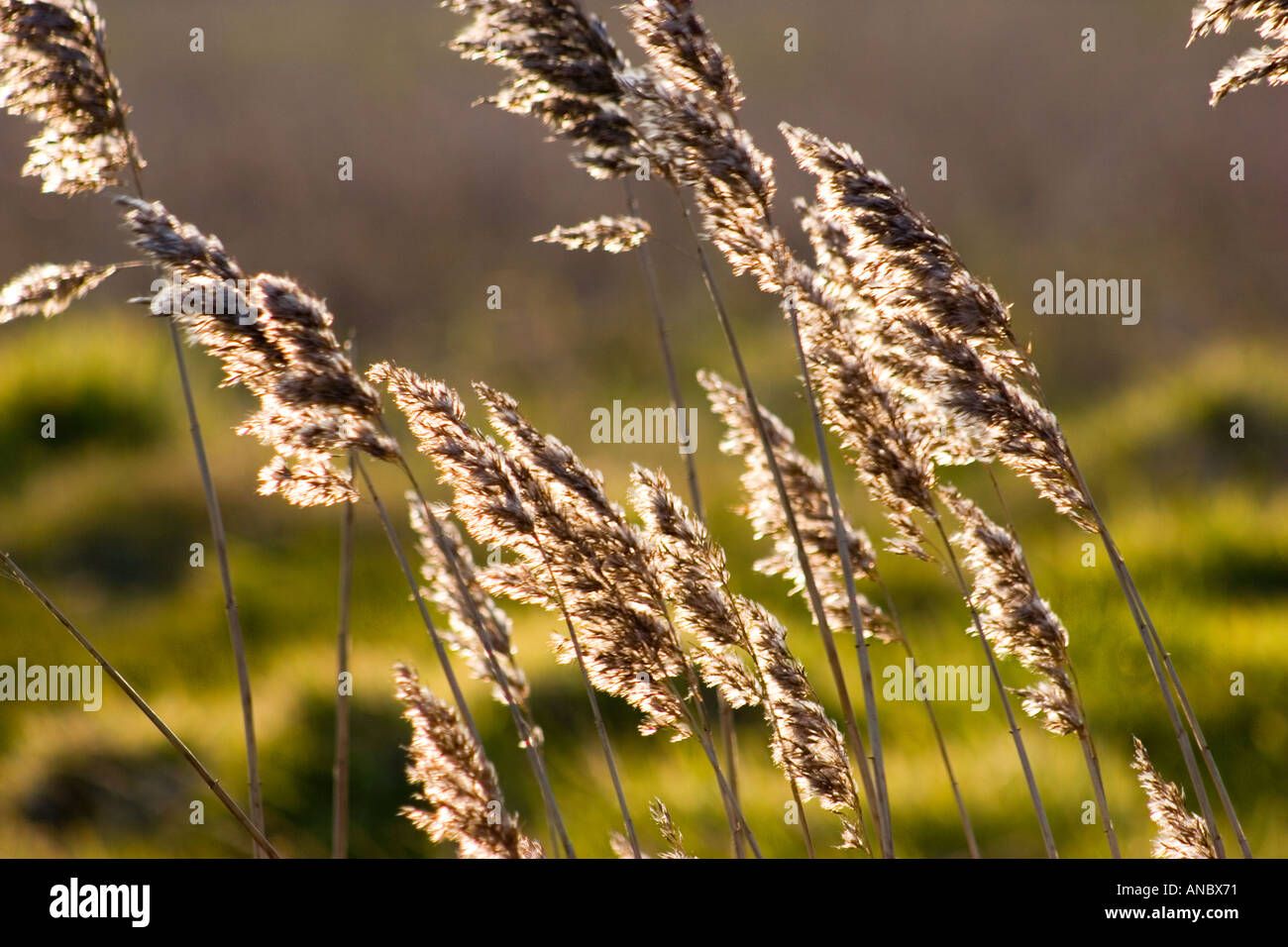 Free reeds hi-res stock photography and images - Alamy