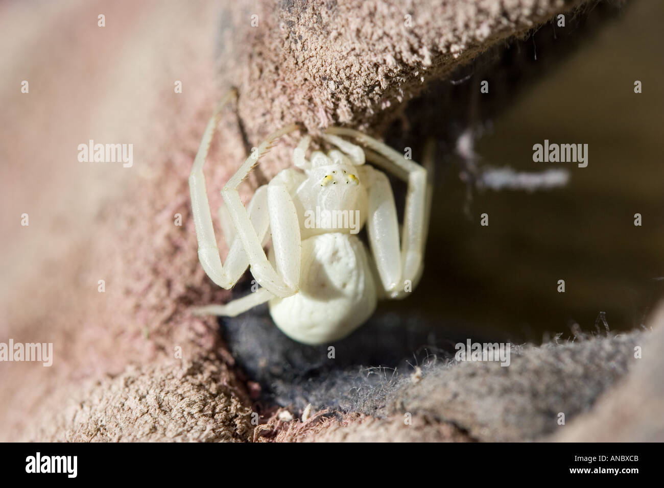 Garden ghost spider hi-res stock photography and images - Alamy