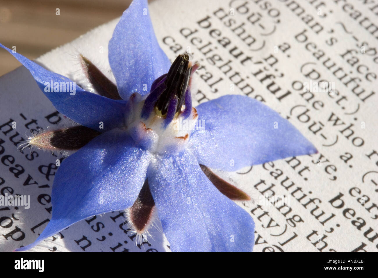 Five pointed flower hi-res stock photography and images - Alamy