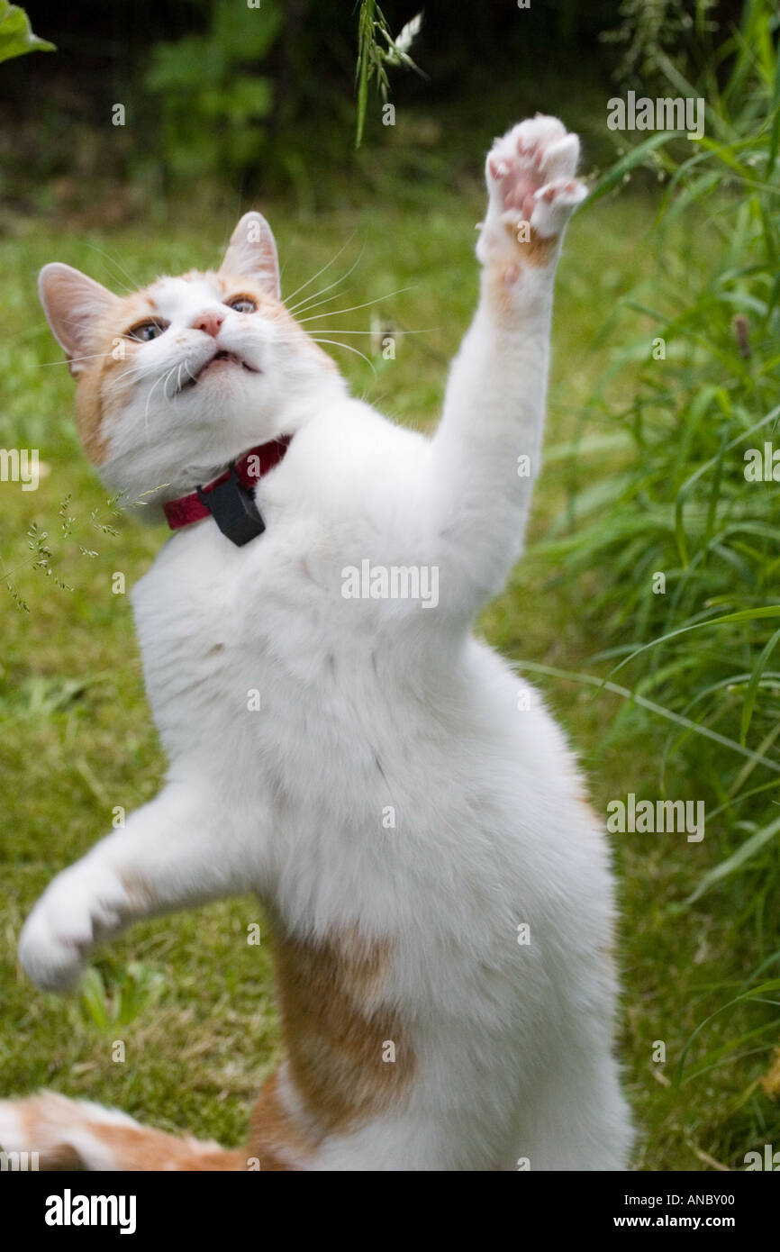 Cat grab hi-res stock photography and images - Alamy