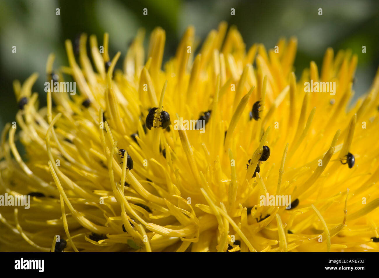 Flea Beetles on Centaurea Flower Stock Photo - Alamy
