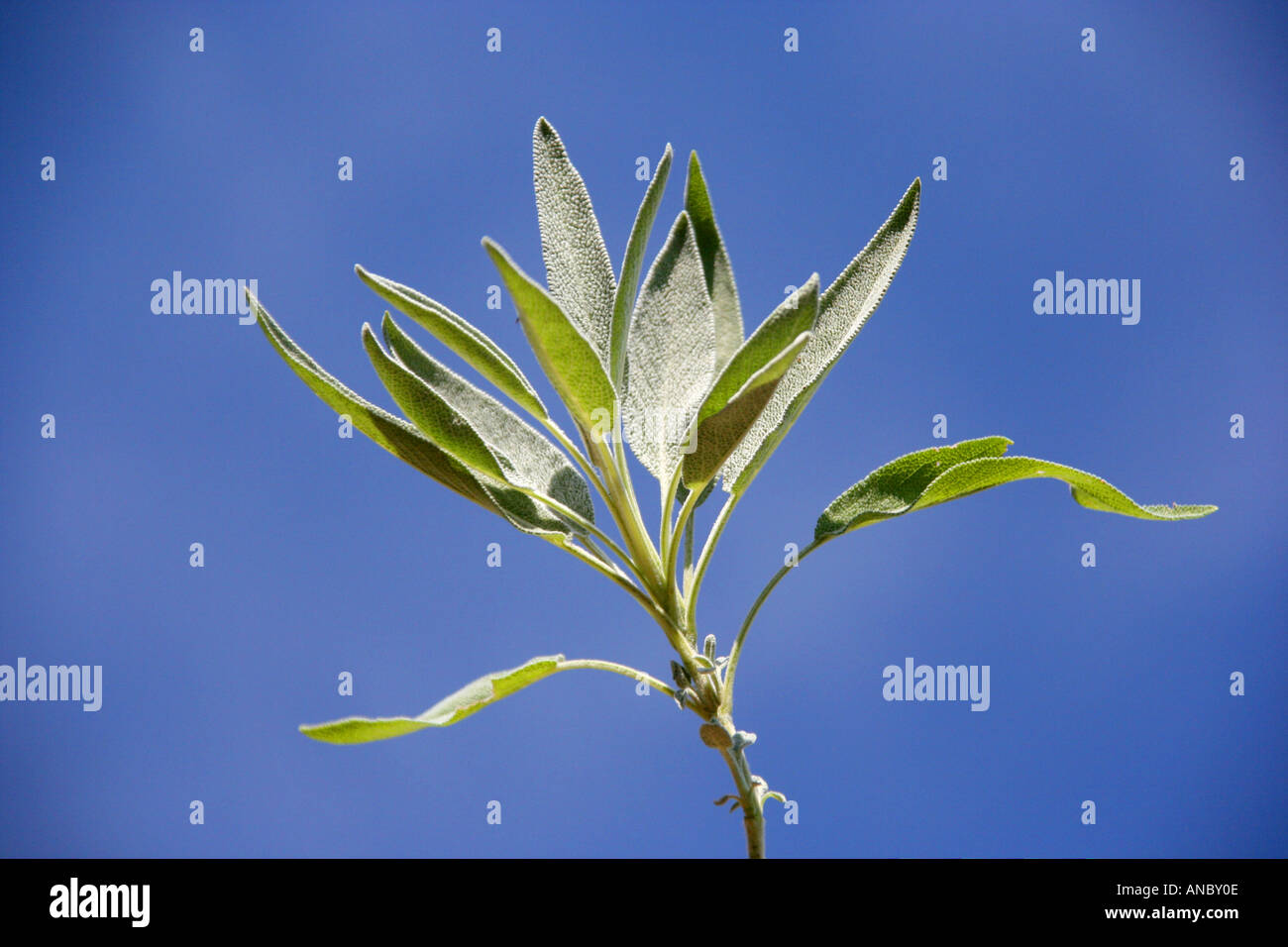 Dalmatian sage hi-res stock photography and images - Alamy