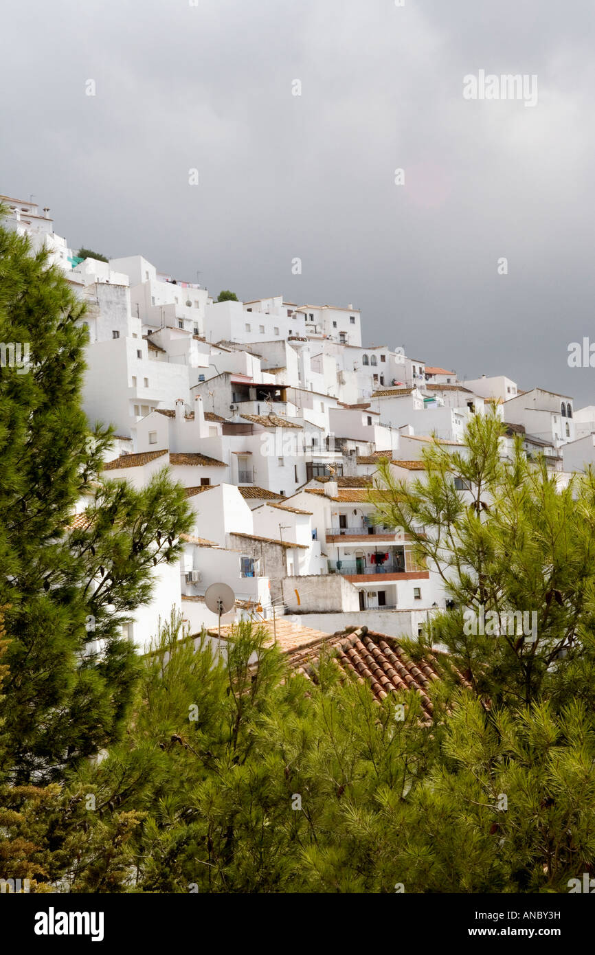 Pine trees and traditional white houses in Spanish hillside village ...