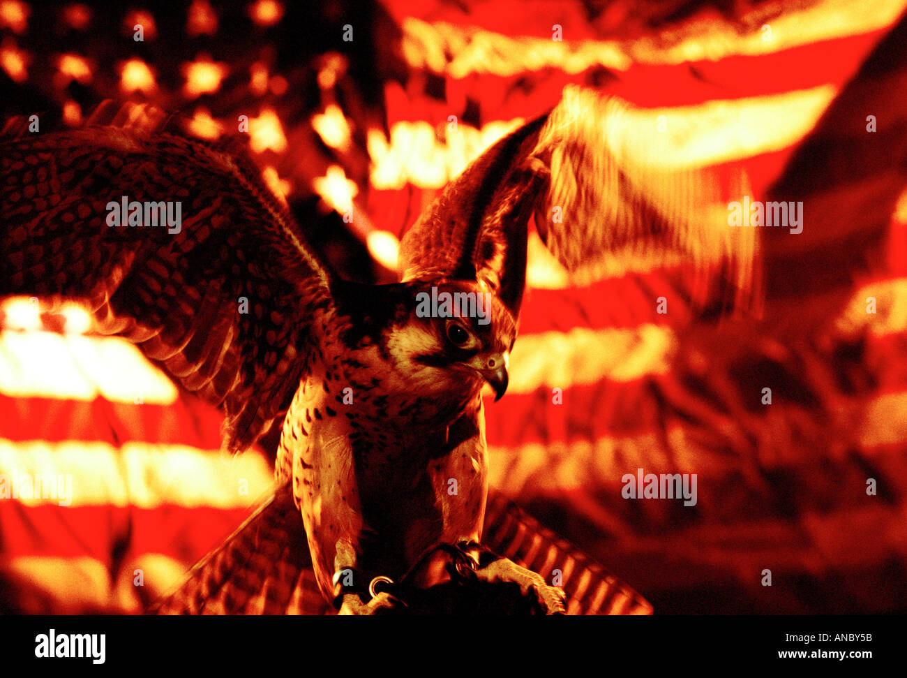 Falcon Flying and US Flag Stock Photo - Alamy