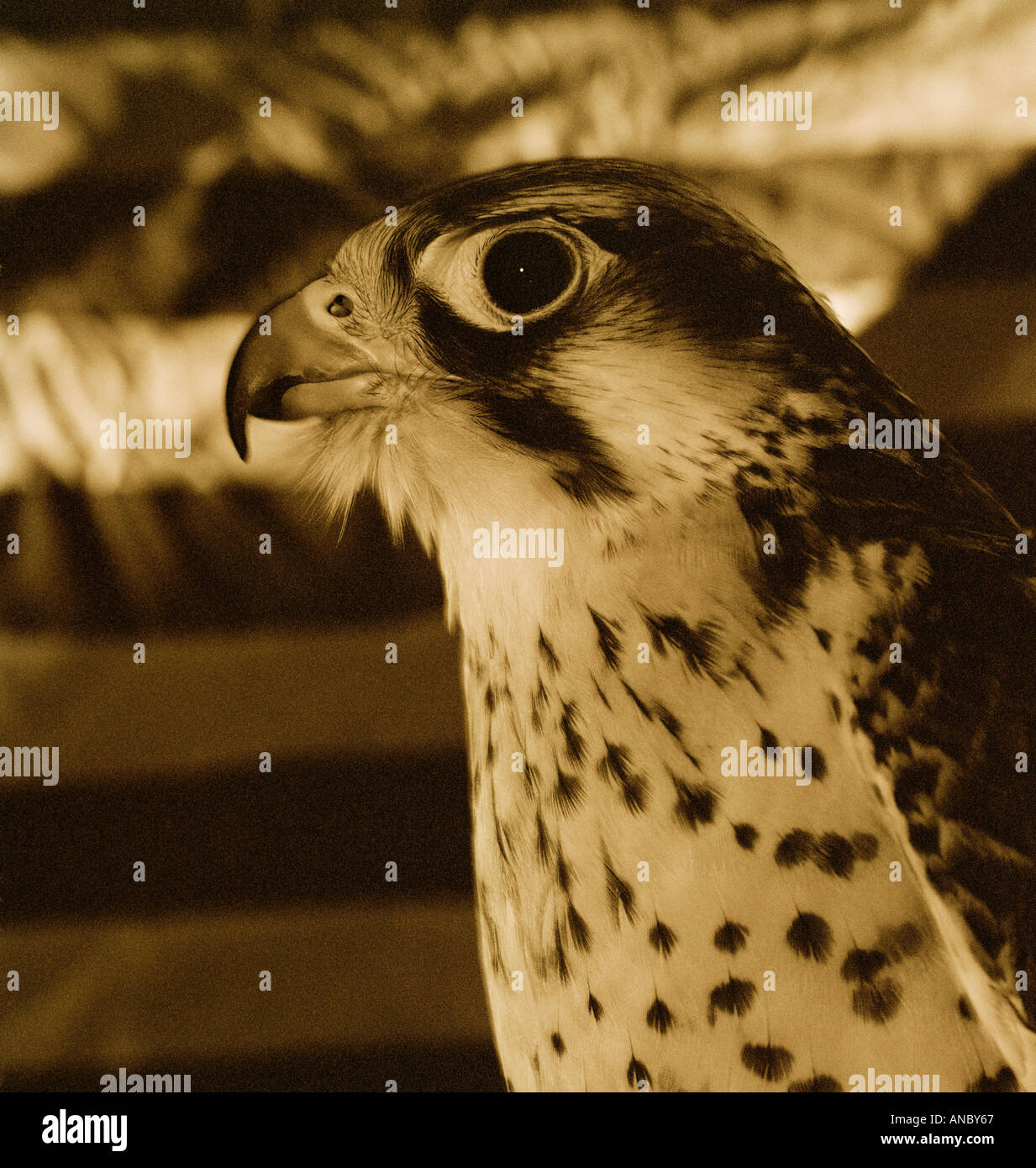 Falcon Head Black White High Resolution Stock Photography and Images ...