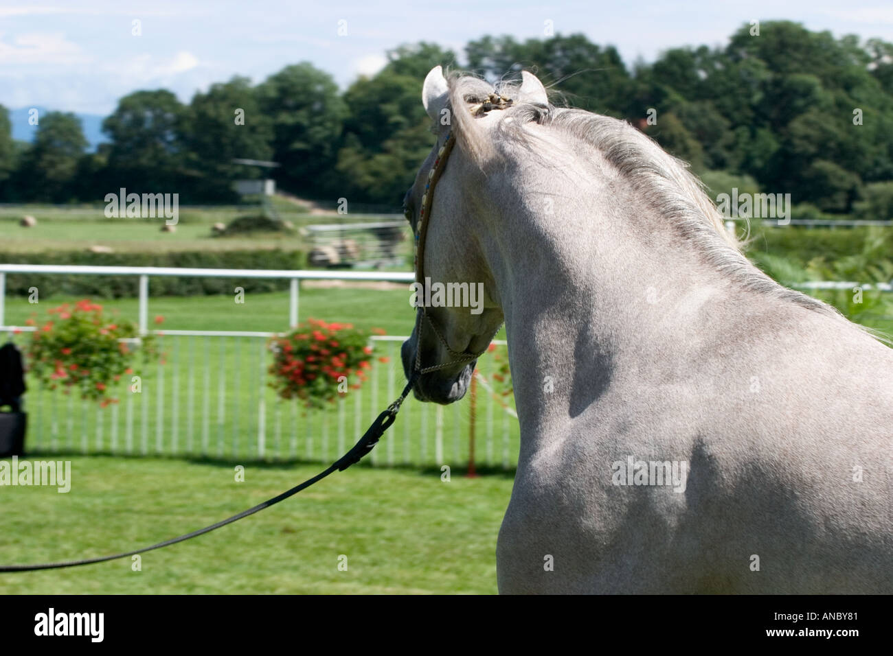 White arabian horse hi-res stock photography and images - Alamy
