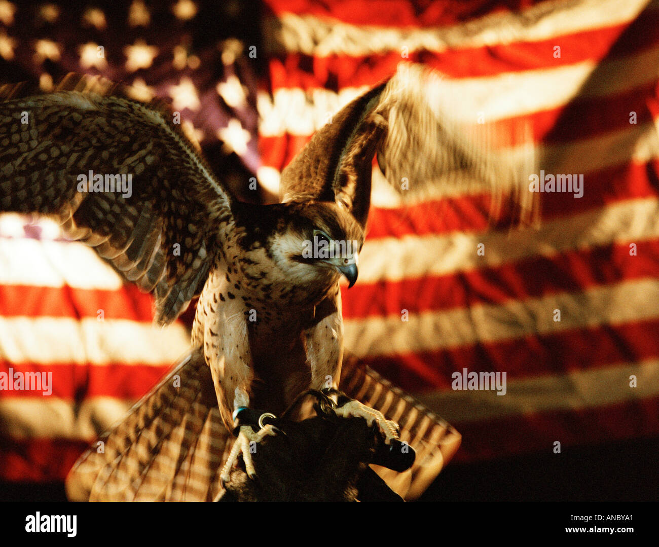 Falcon Flying and US Flag Stock Photo - Alamy