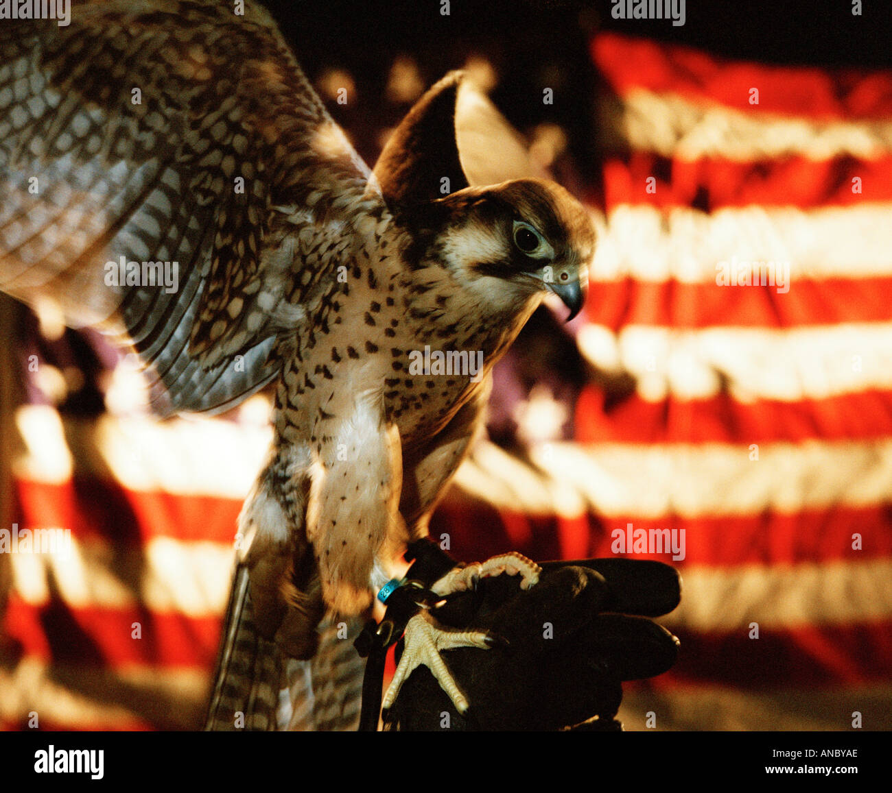 Swoop High Resolution Stock Photography and Images - Alamy