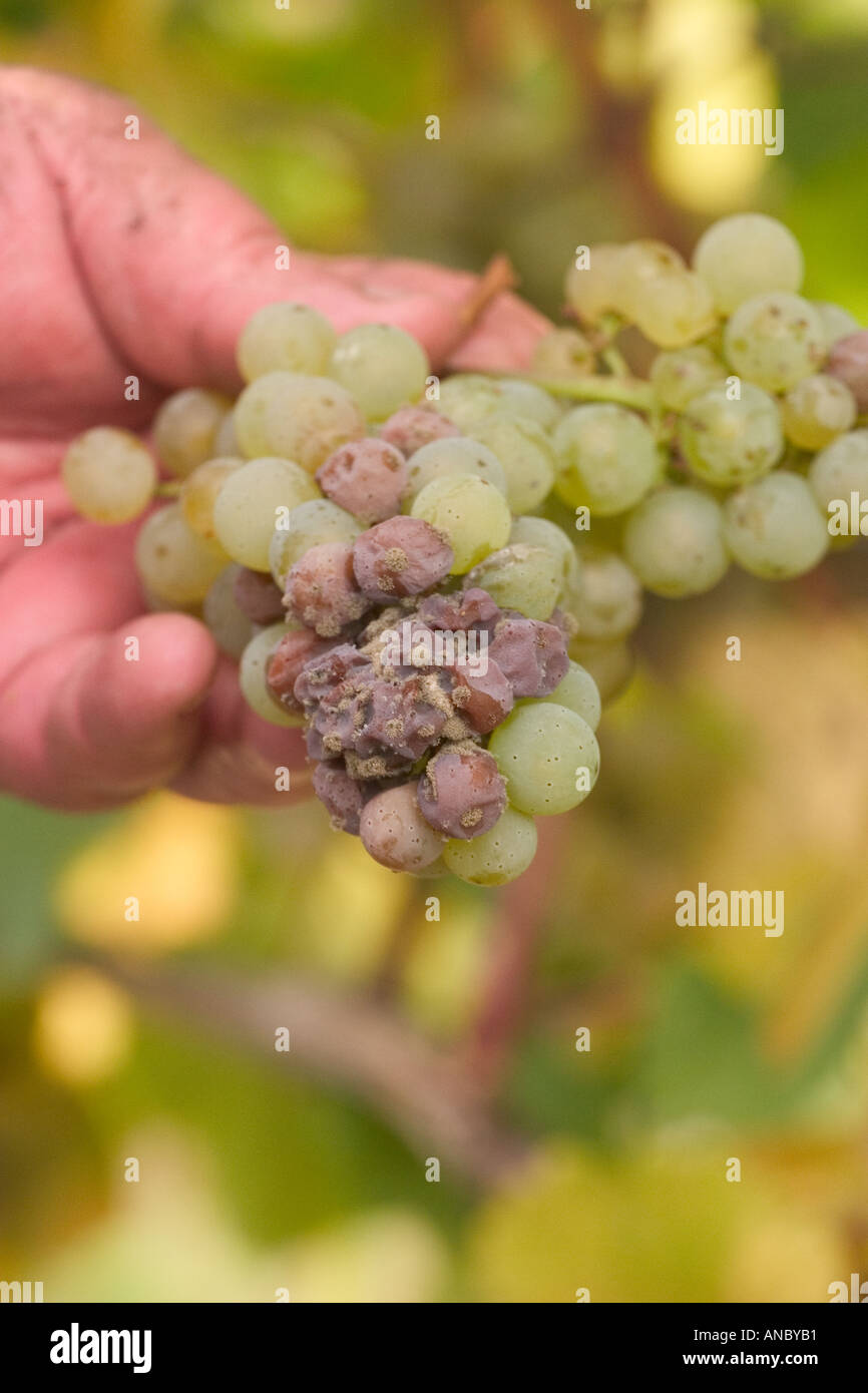 Rotten white grapes near Durbach Black Forest Germany October 2005 ...