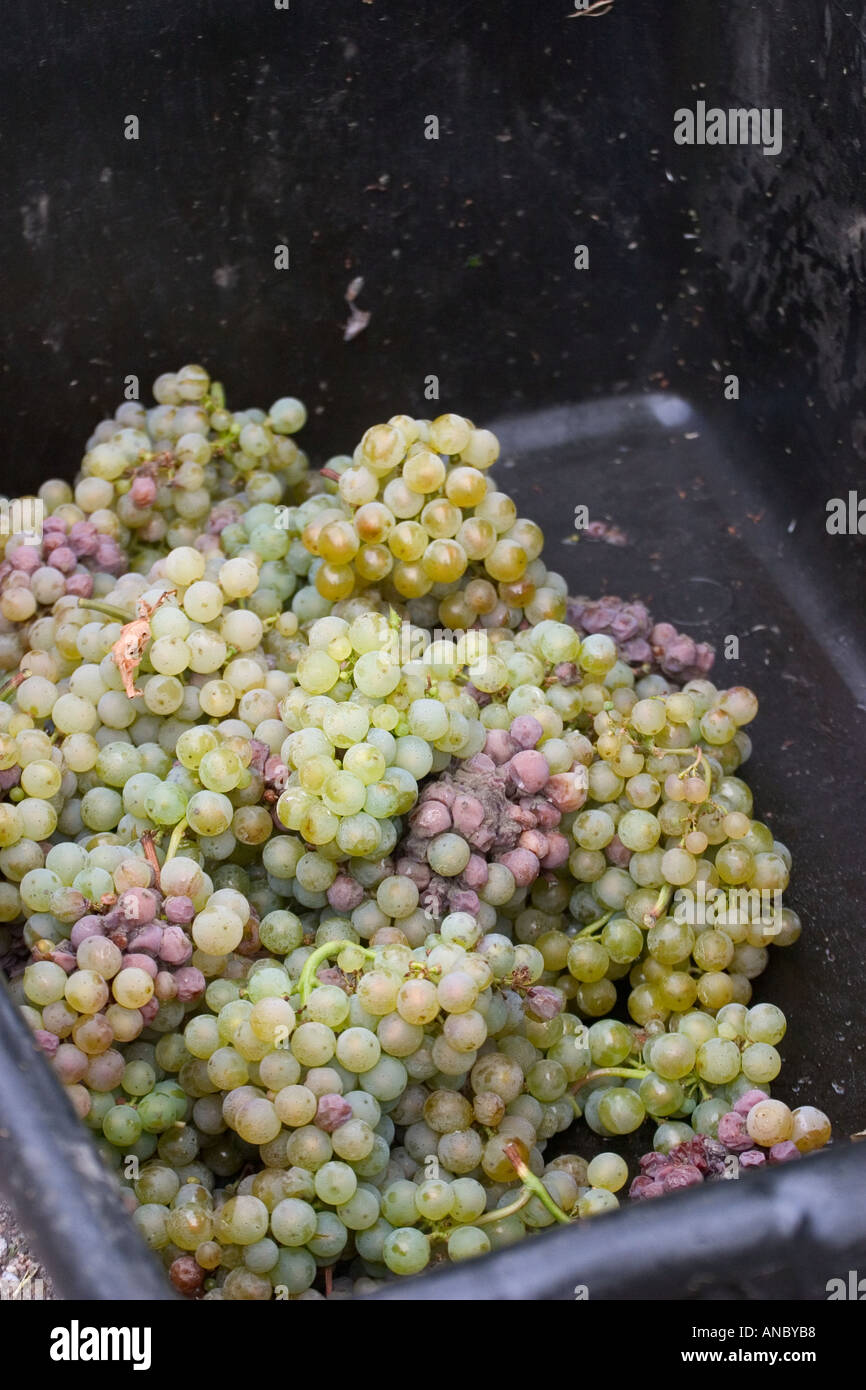 Grapes in a tub hi-res stock photography and images - Alamy