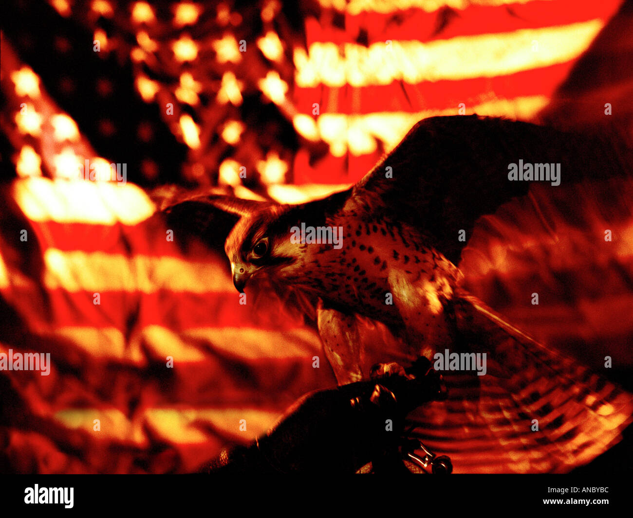 Falcon Flying Us Flag High Resolution Stock Photography and Images - Alamy