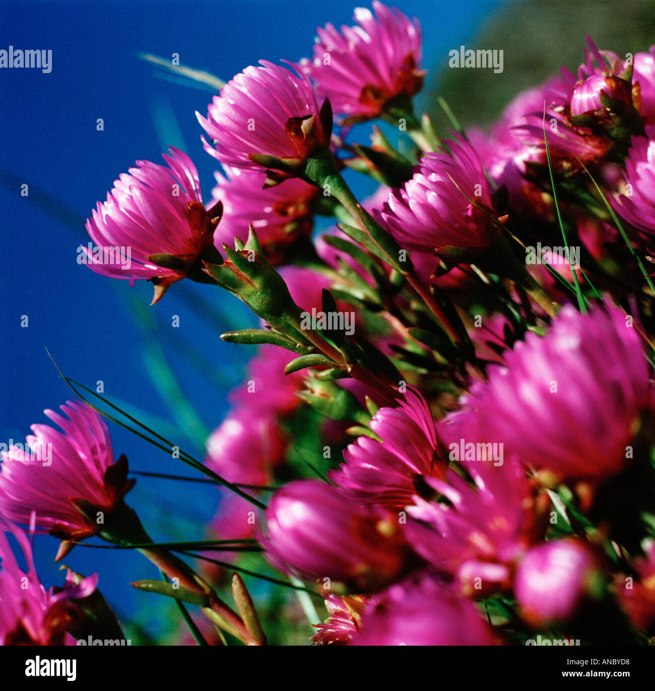 Lampranthus Multiradiatus Pink Flower Stock Photo - Alamy