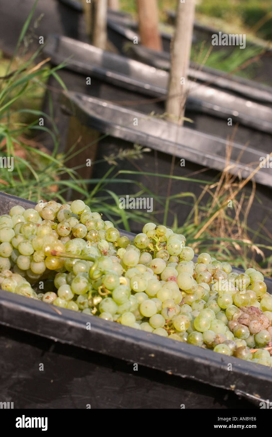 Reaped white grapes in a plastic tub near Durbach Black Forest Germany ...