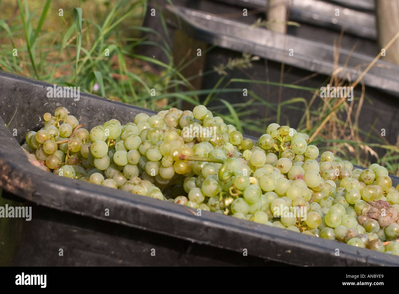 Reaped white grapes in a plastic tub in Castle Staufenberg winery ...