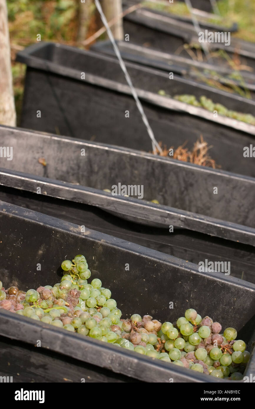 Grapes in a tub hi-res stock photography and images - Alamy