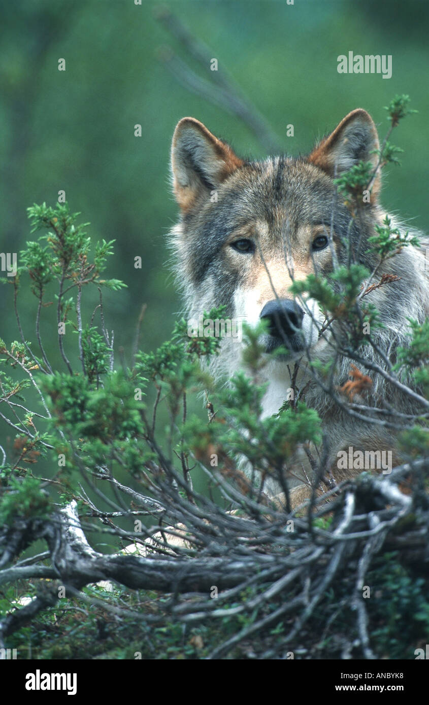 European gray wolf (Canis lupus lupus), Sweden Stock Photo - Alamy