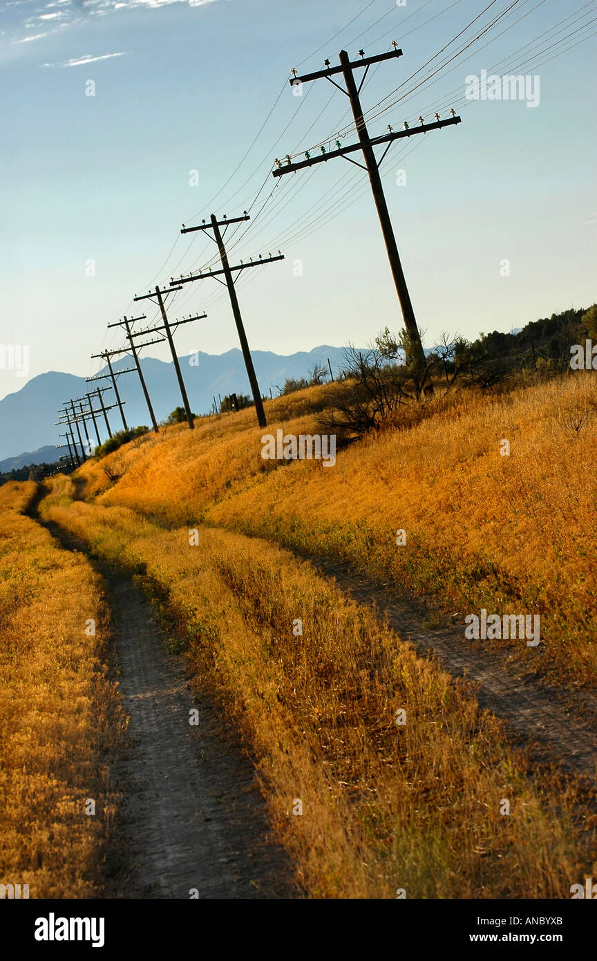 two tire track road through yellow grass lit by golden evening light ...