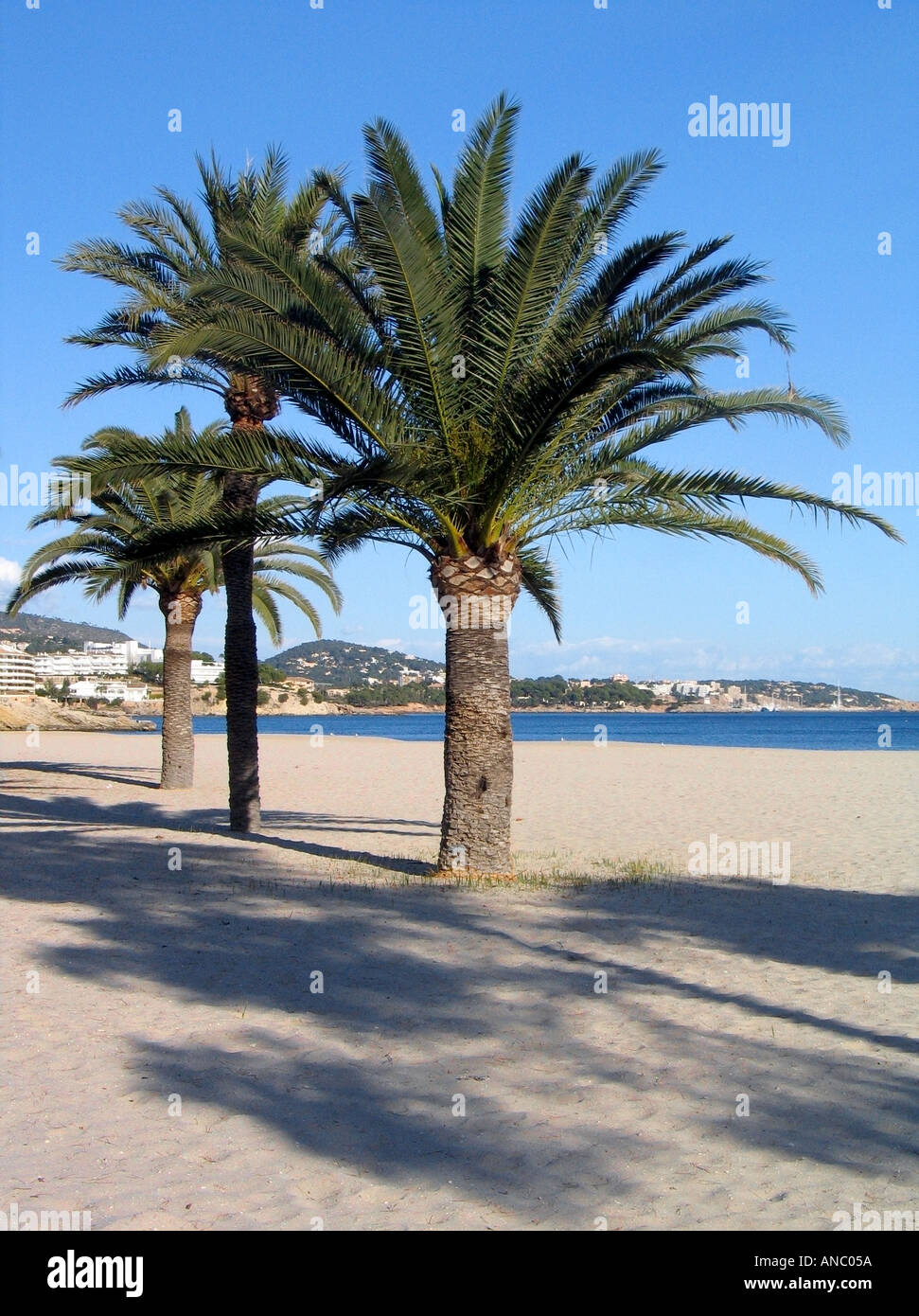 Beaches palm trees hi-res stock photography and images - Alamy
