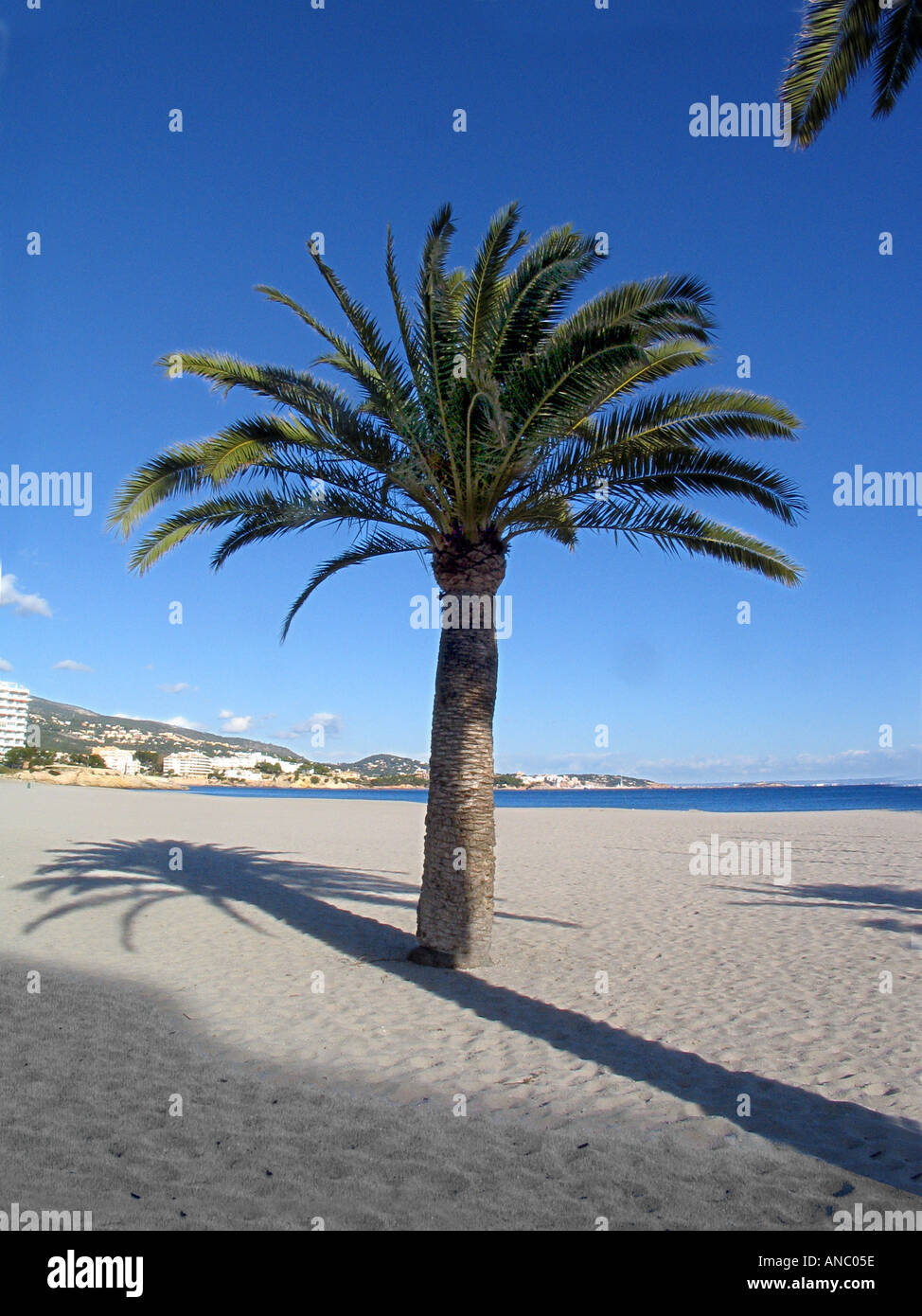 Beach Palm Tree Palma Nova Majorca Stock Photo - Alamy