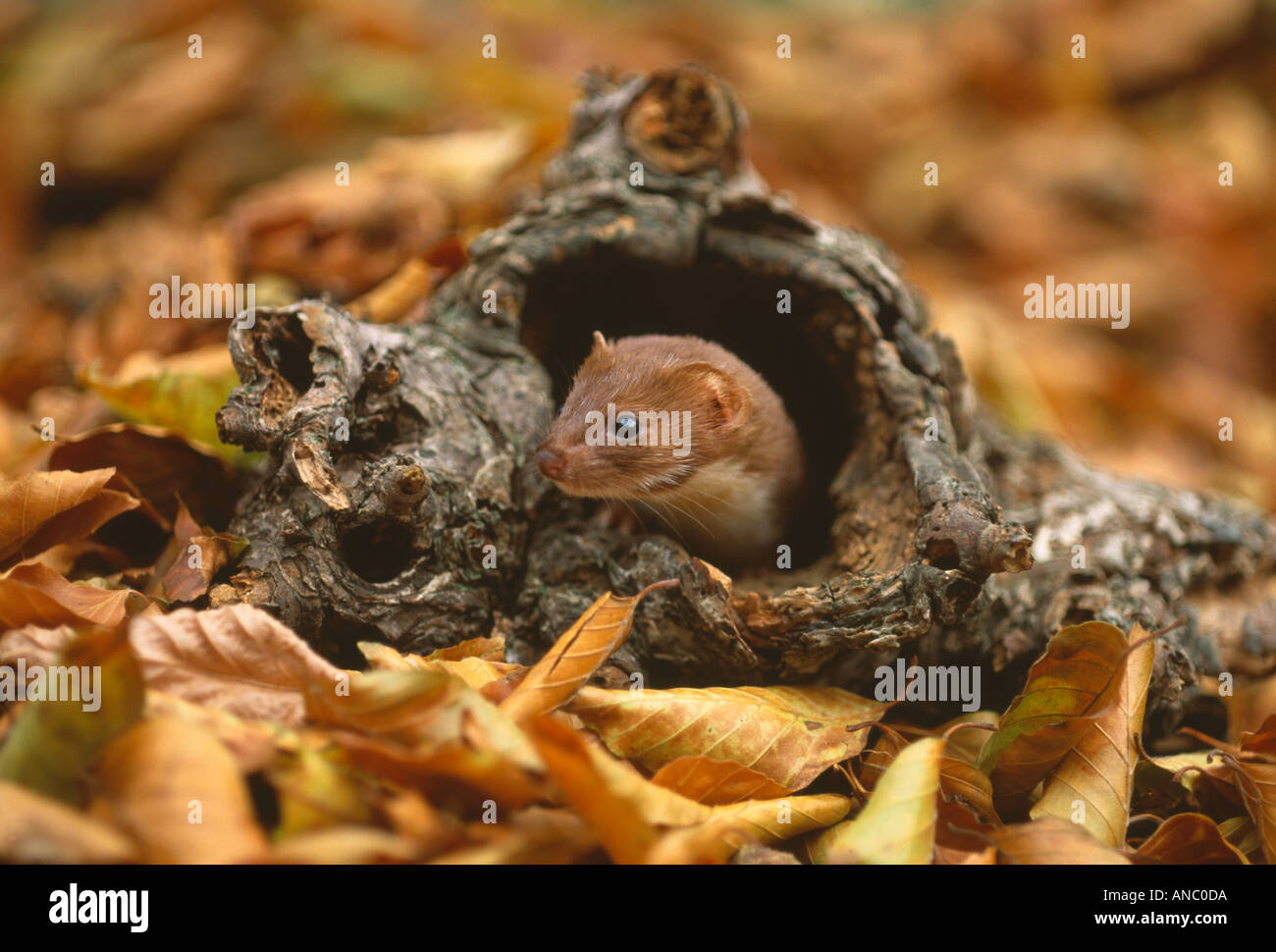 Weasel Mustela nivalis poking head out of log UK autumn Stock Photo - Alamy