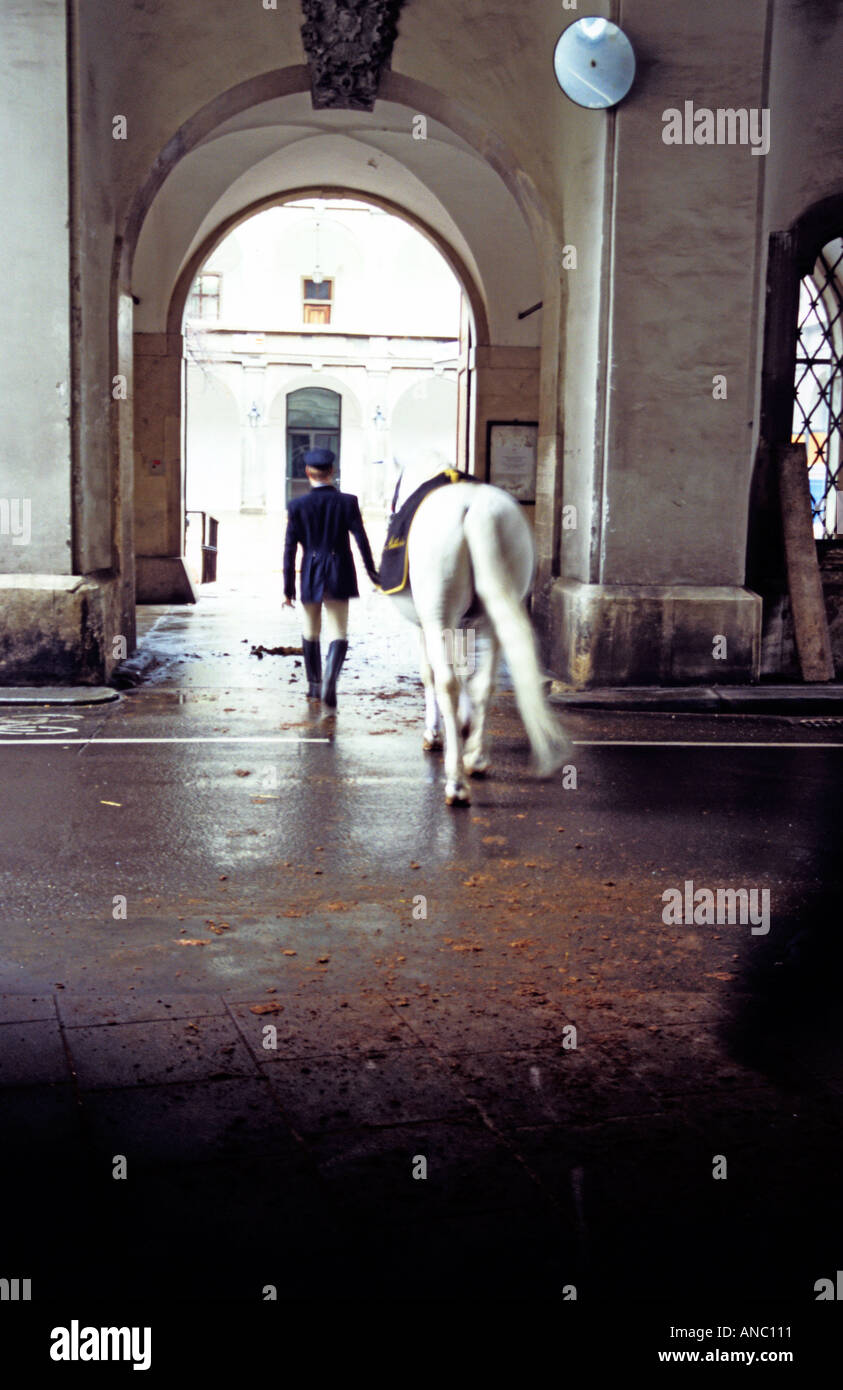 Lipizzaner horse being led into Stables at Spanish Riding School Vienna ...
