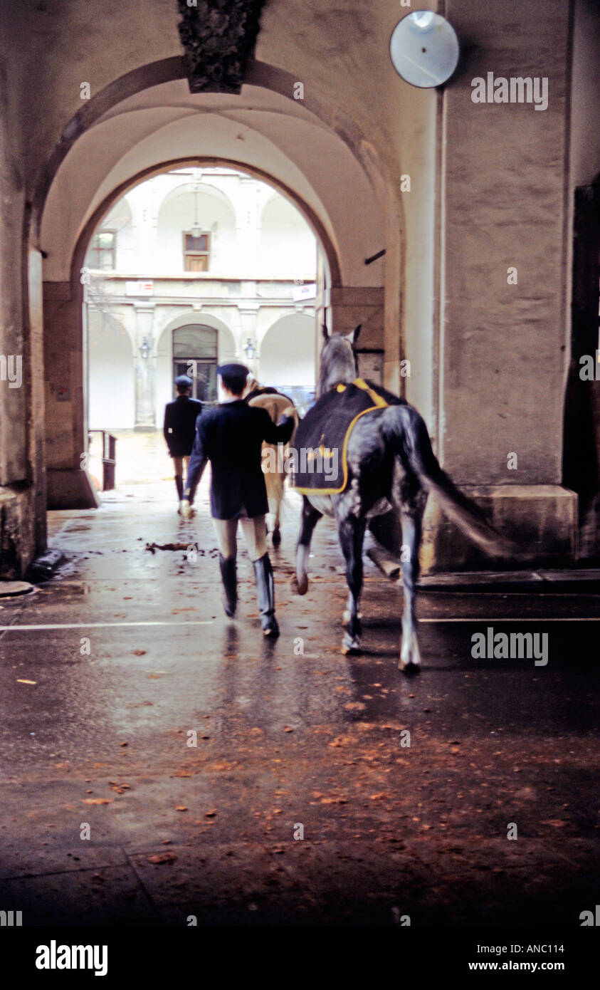 Lipizzaner horse being led into Stables at Spanish Riding School Vienna ...